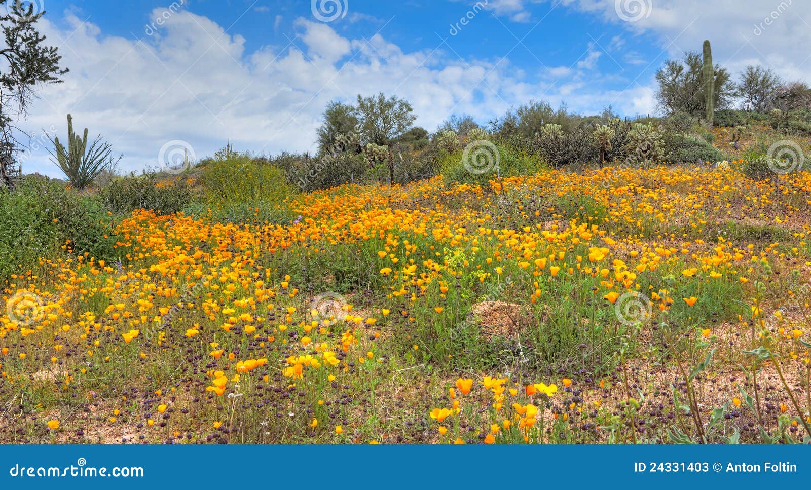 Blooming Desert stock image. Image of saguaro, arizona - 24331403
