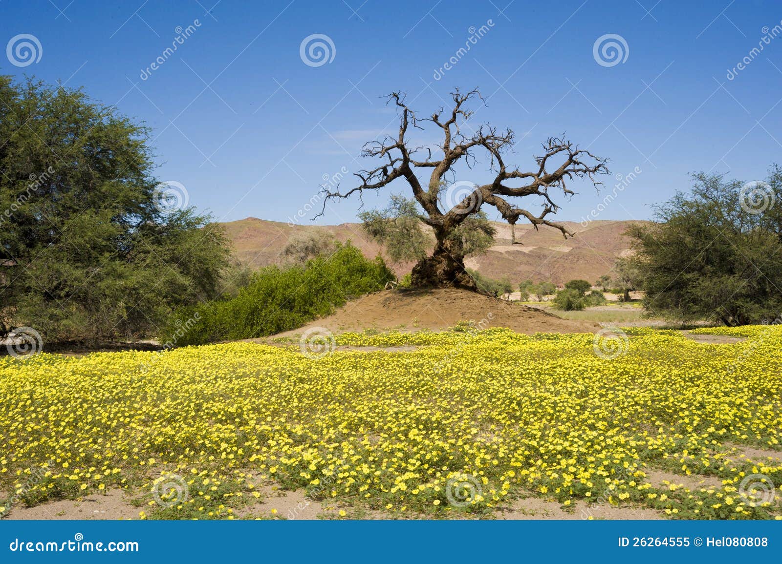 Blooming Desert, Namibia, Yellow Wildflowers, Orange Dunes, Dead Tree ...