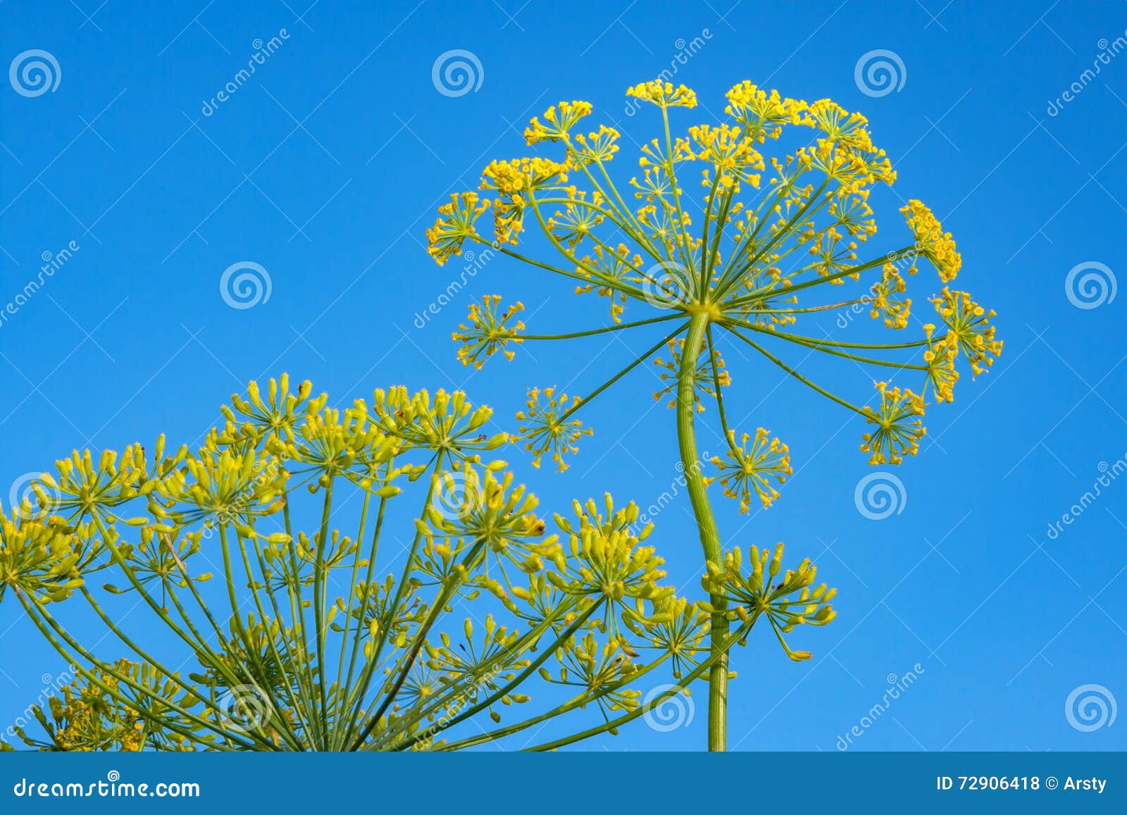 Blooming dil stock photo. Image of flower, seed, grass - 72906418