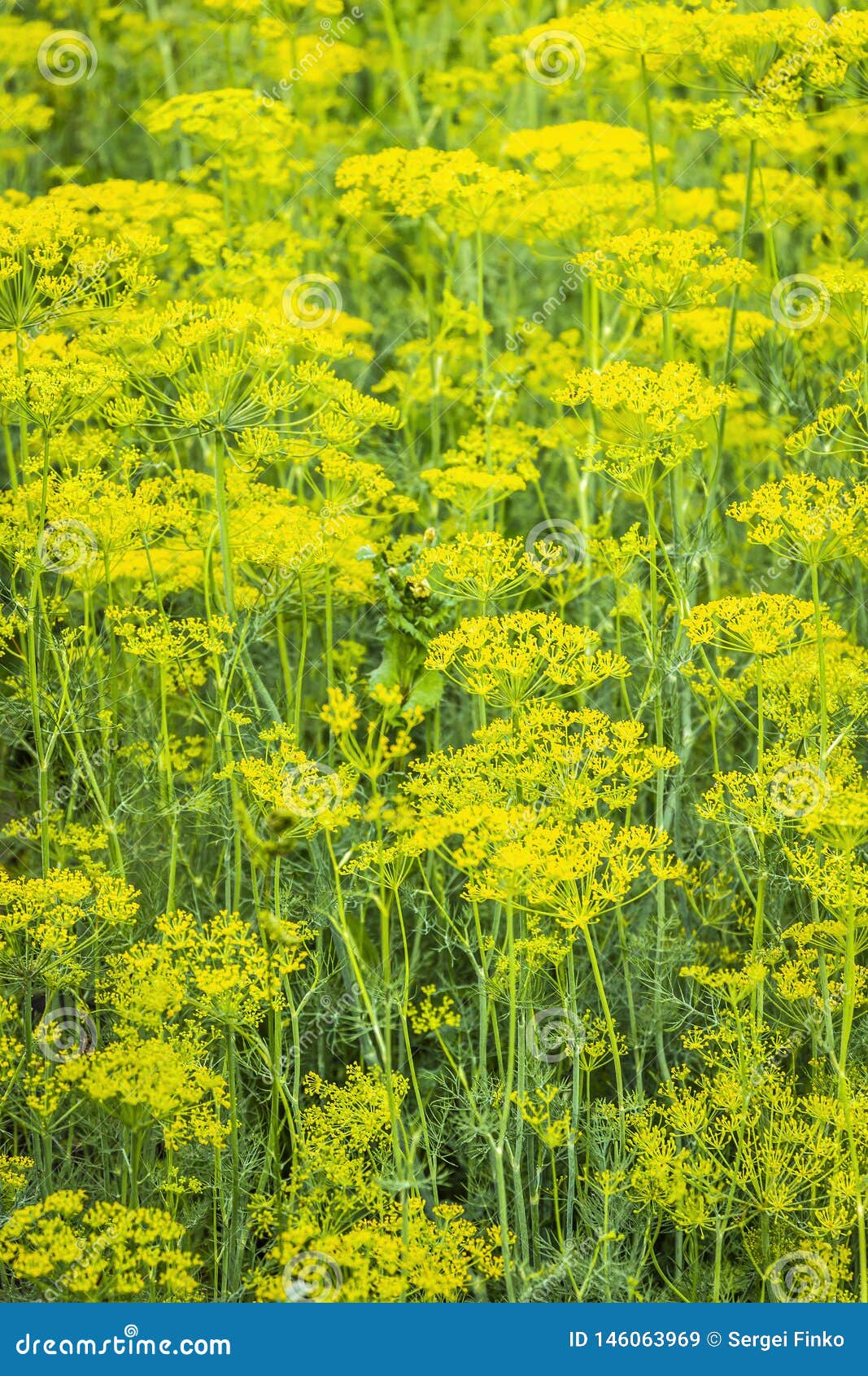 Blooming dill stock image. Image of gardening, flora - 146063969