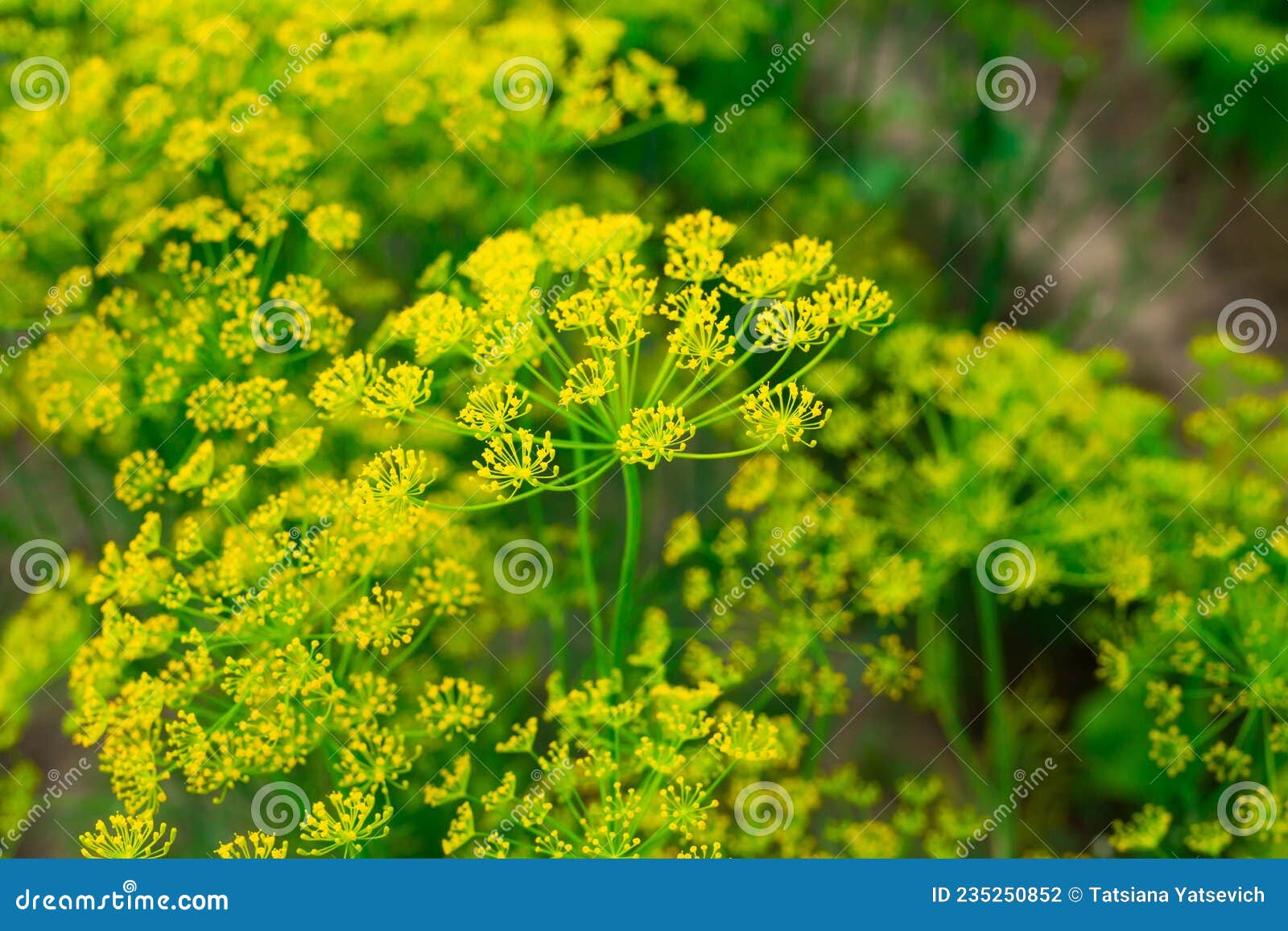 Blooming Dill in the Garden Stock Photo - Image of dill, growth: 235250852