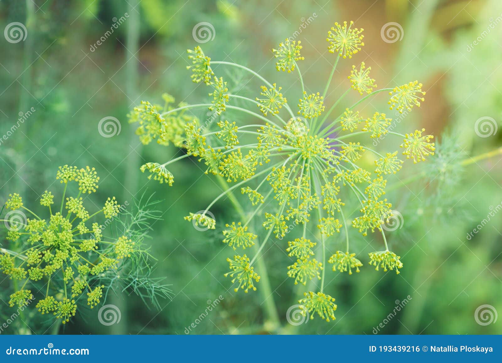 Blooming Dill Growing in Garden Stock Photo - Image of abstract, season ...