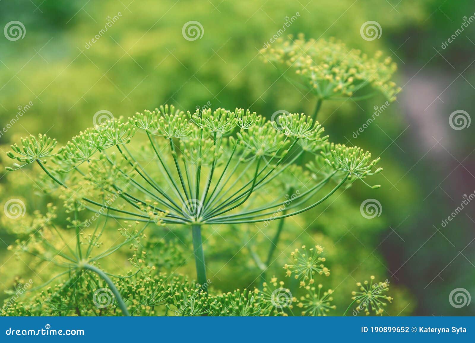 Blooming Dill Tops Top View Close Up Stock Photo - Image of bush ...