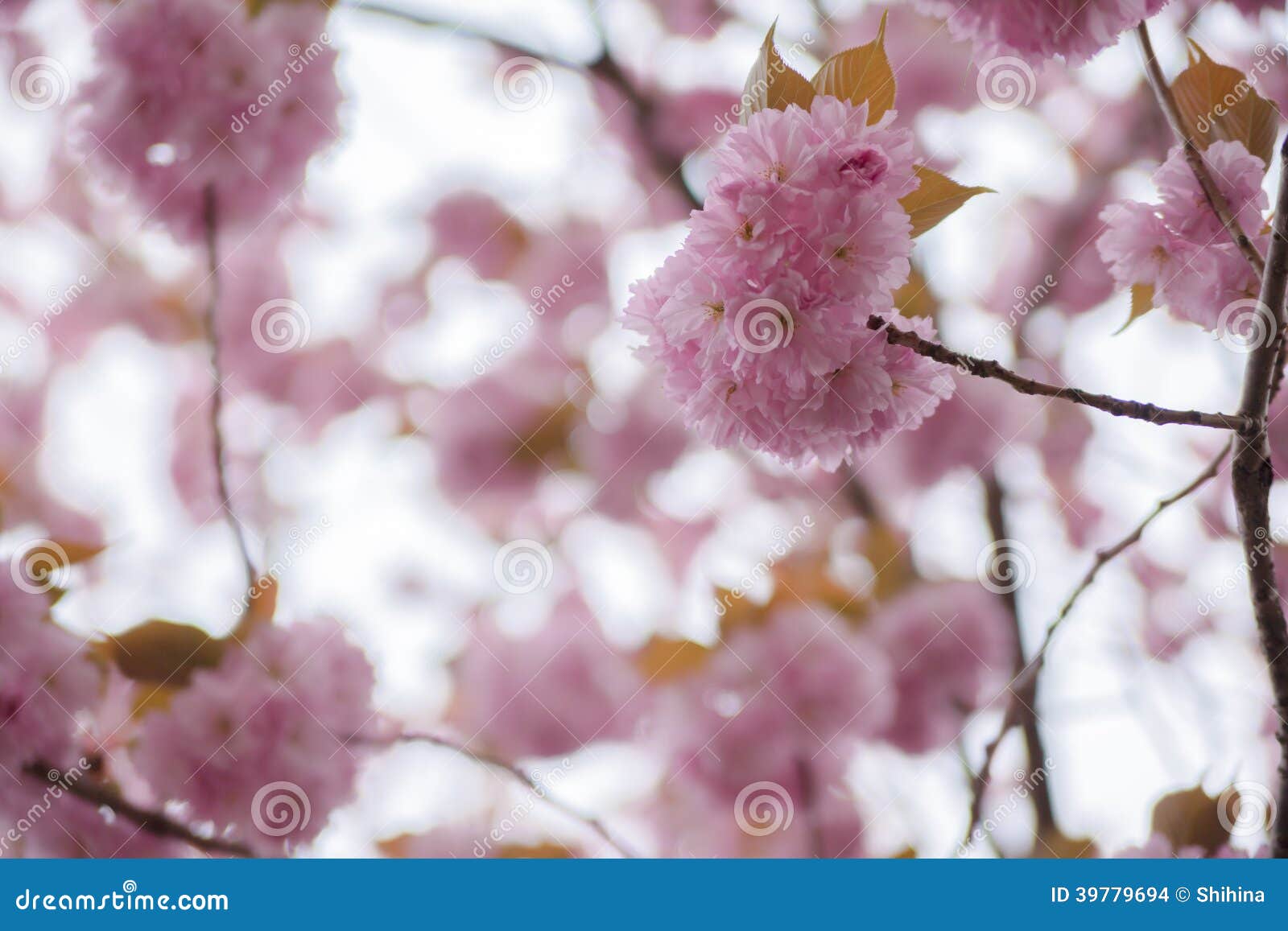 Blooming Double Cherry Blossom Branches, Close Up Stock Photo - Image ...