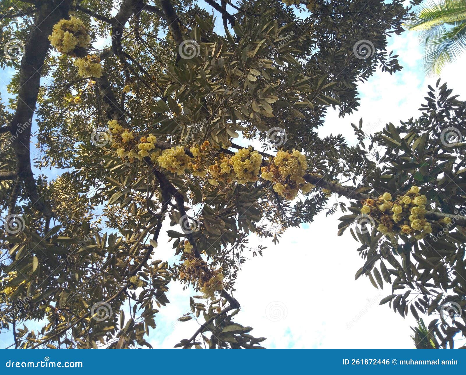 Blooming durian flowers stock photo. Image of tree, blossom - 261872446