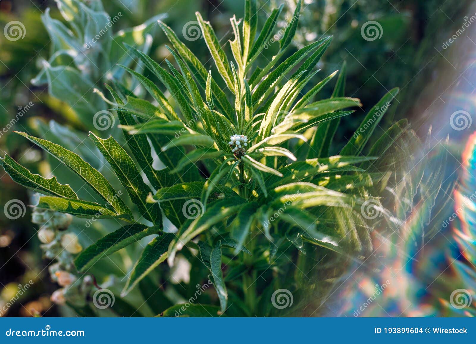 Blooming Dwarf Dahlia `Dahlegria Tricolore` Collarette Group. Perfectly ...