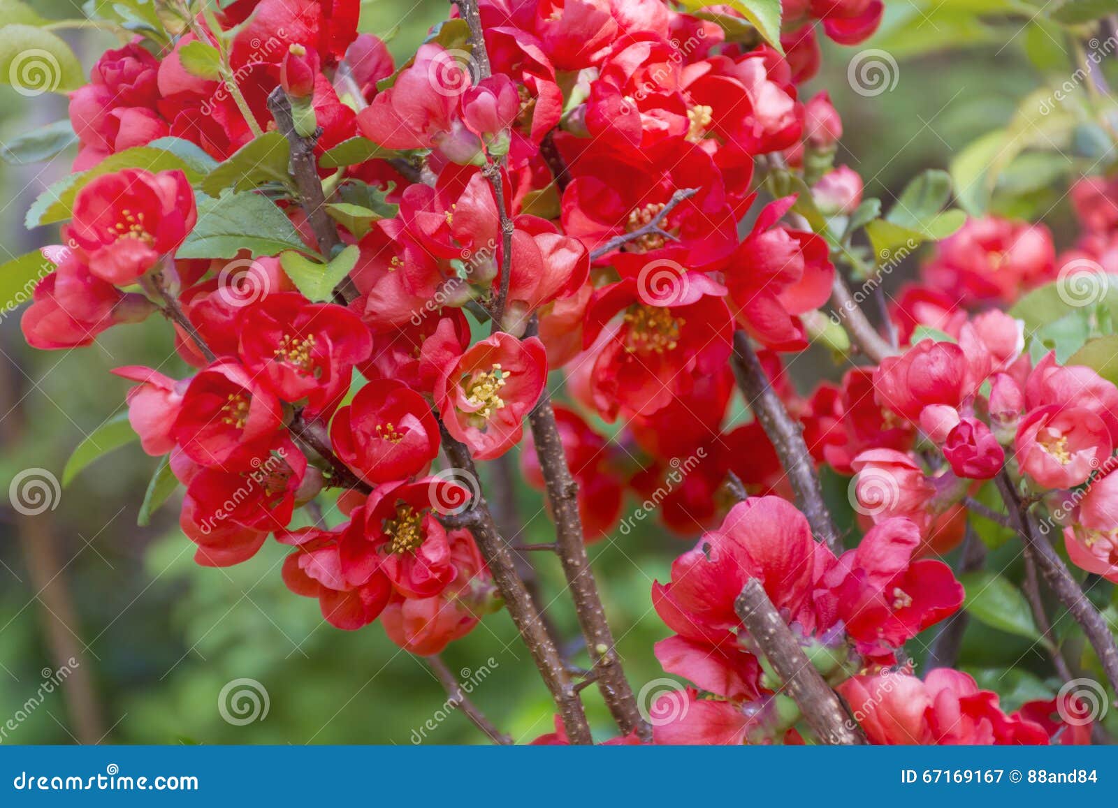 Blooming Dwarf Quince Bush With Red Spring Flowers Stock Image - Image ...