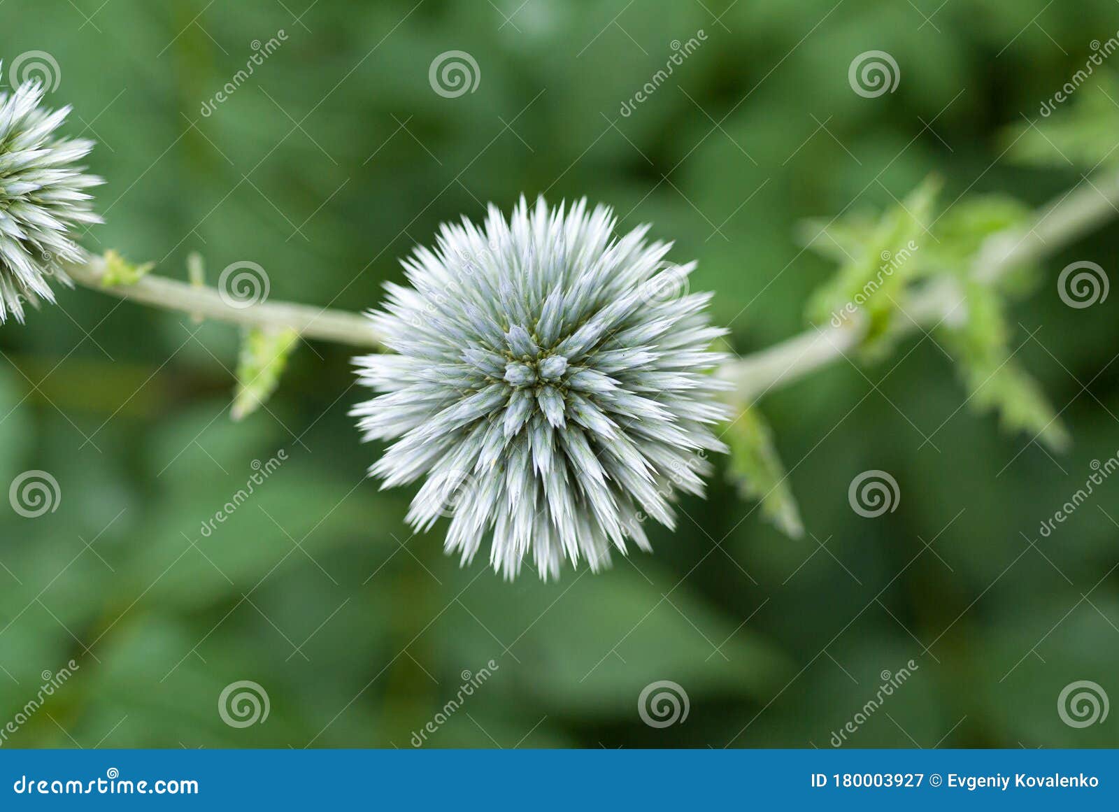 Blooming Echinops Ritro, Thistle, Blurred Closeuo Stock Image - Image ...