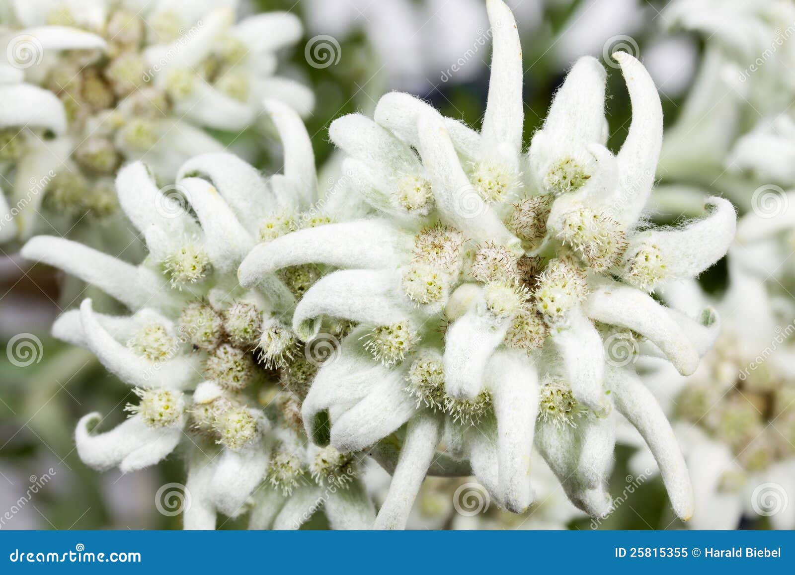 Blooming Edelweiss Flower Royalty Free Stock Photo - Image: 25815355