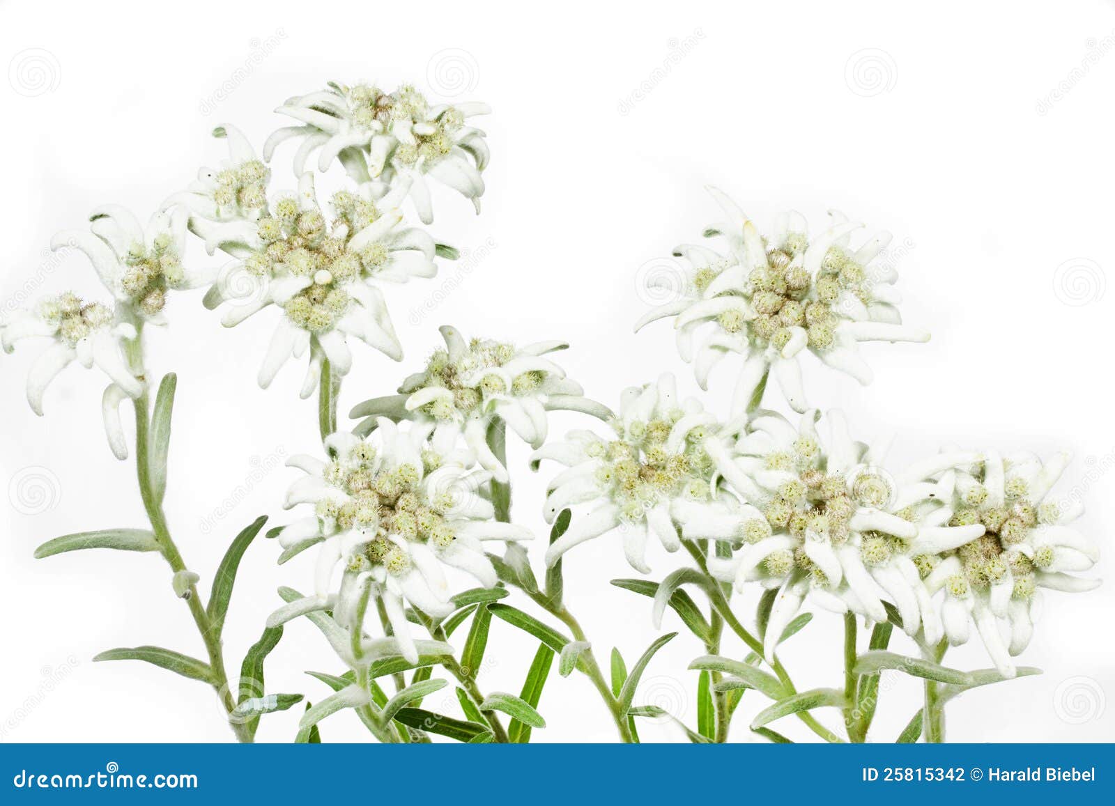 Blooming Edelweiss Flower on White Stock Photo - Image of cotton, alps ...
