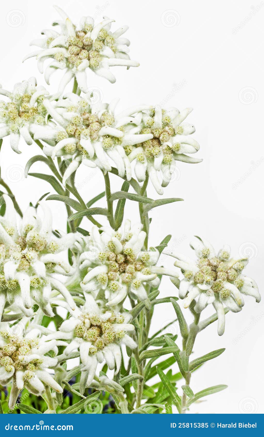 Blooming Edelweiss Flower on White Stock Image - Image of botany ...