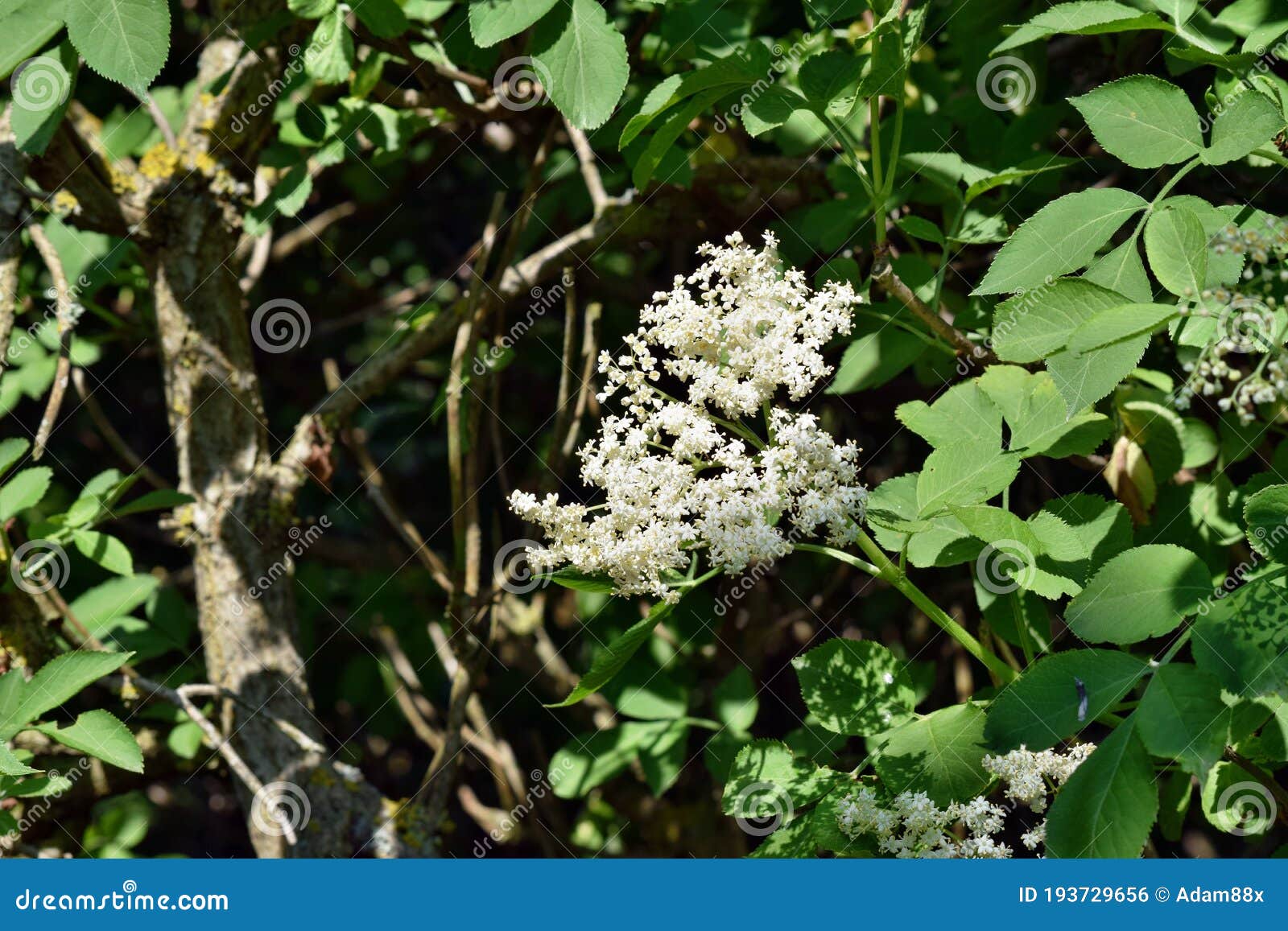 Blooming Elderflower In Garden Sambucus Nigra . Common Names: Elder ...