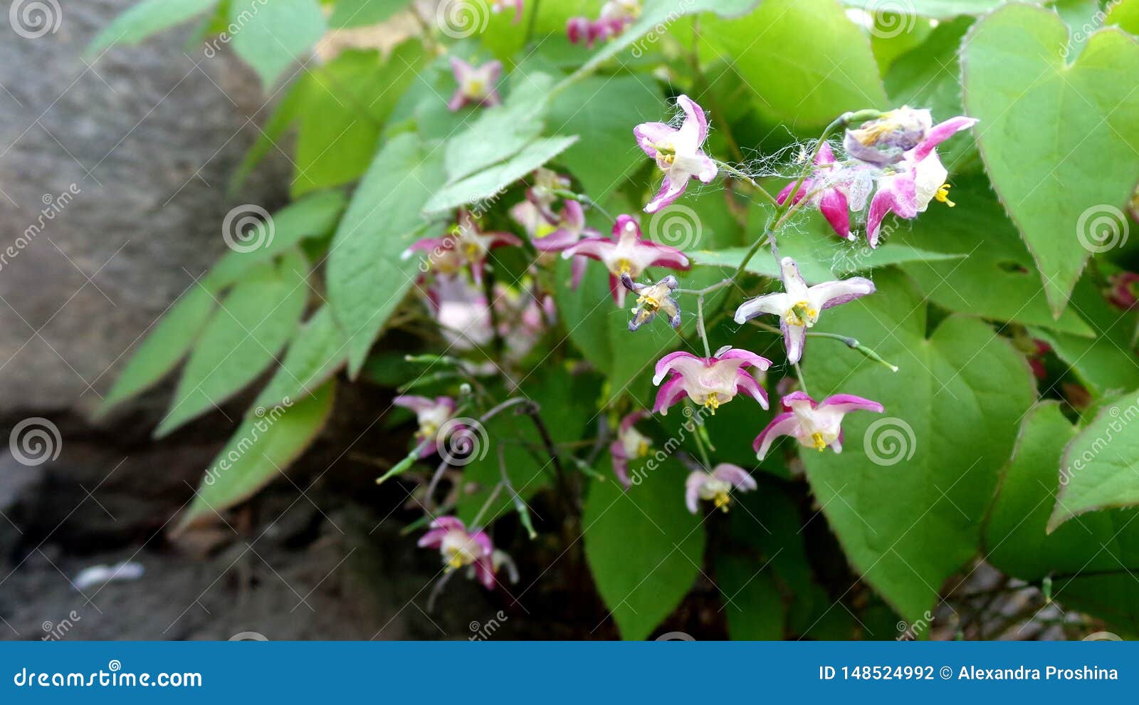 Pink Epimedium Stock Photos - Free & Royalty-Free Stock Photos from ...