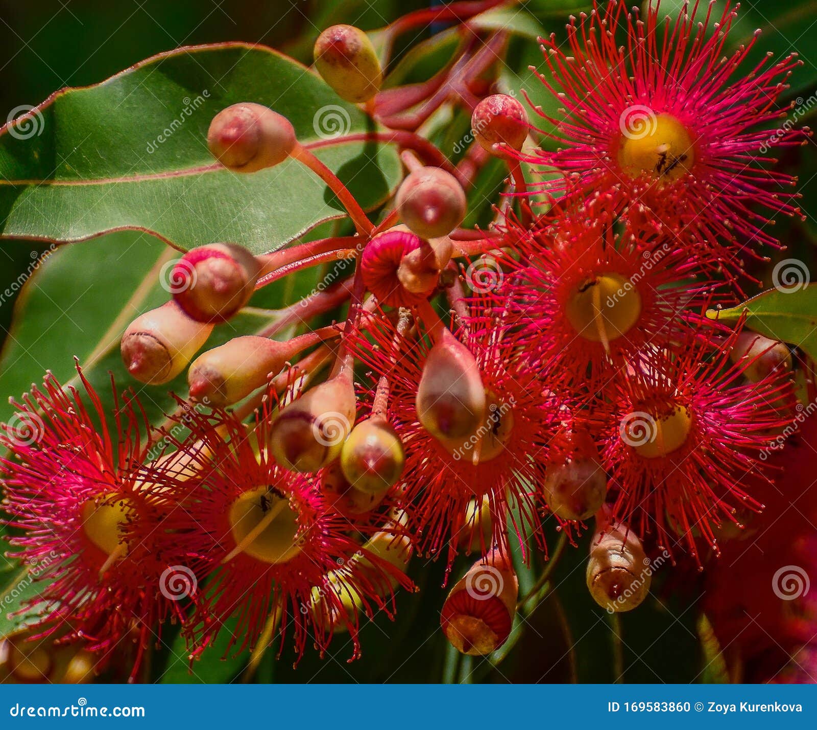 Blooming Eucalyptus Tree in Australia Stock Photo - Image of greenery ...