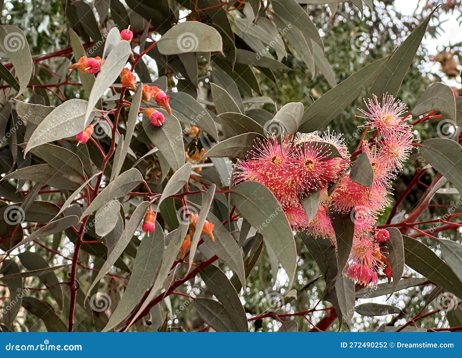 Blooming Eucalyptus Twirled (lat. - Eucalyptus Torquata Stock Photo ...