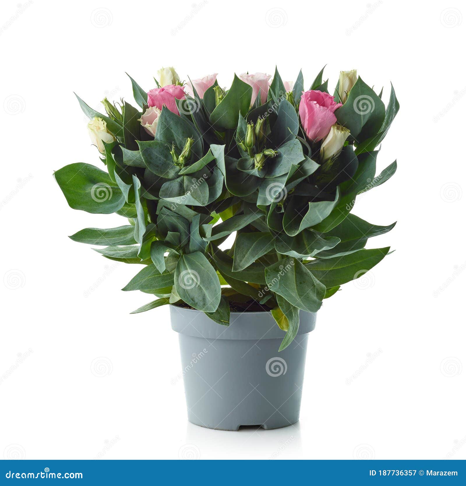 Blooming eustoma flower stock image. Image of botanical - 187736357