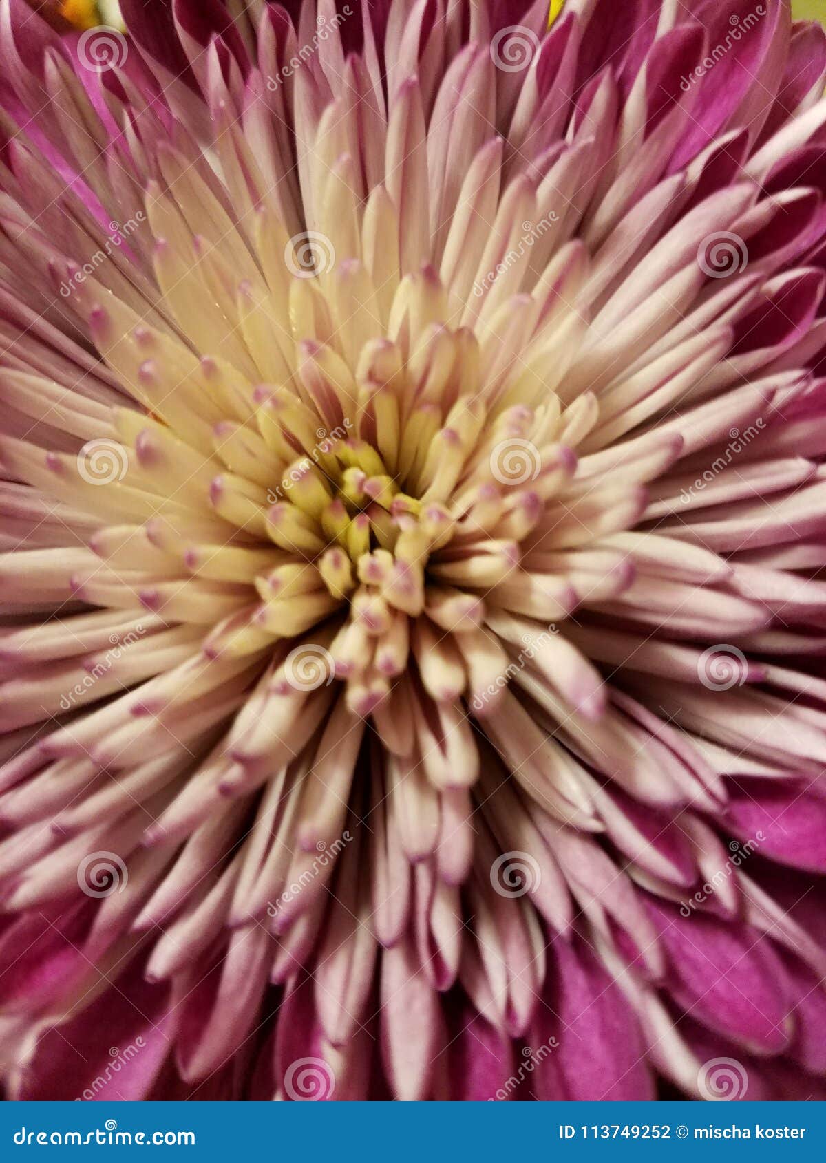 Blooming explosion stock photo. Image of spider, explosion - 113749252