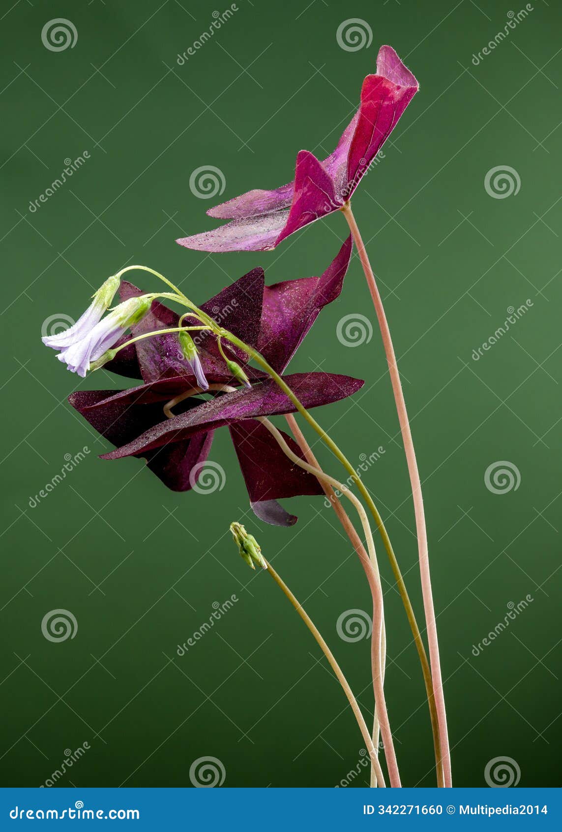 Blooming False Shamrock on a Green Background Stock Photo - Image of ...