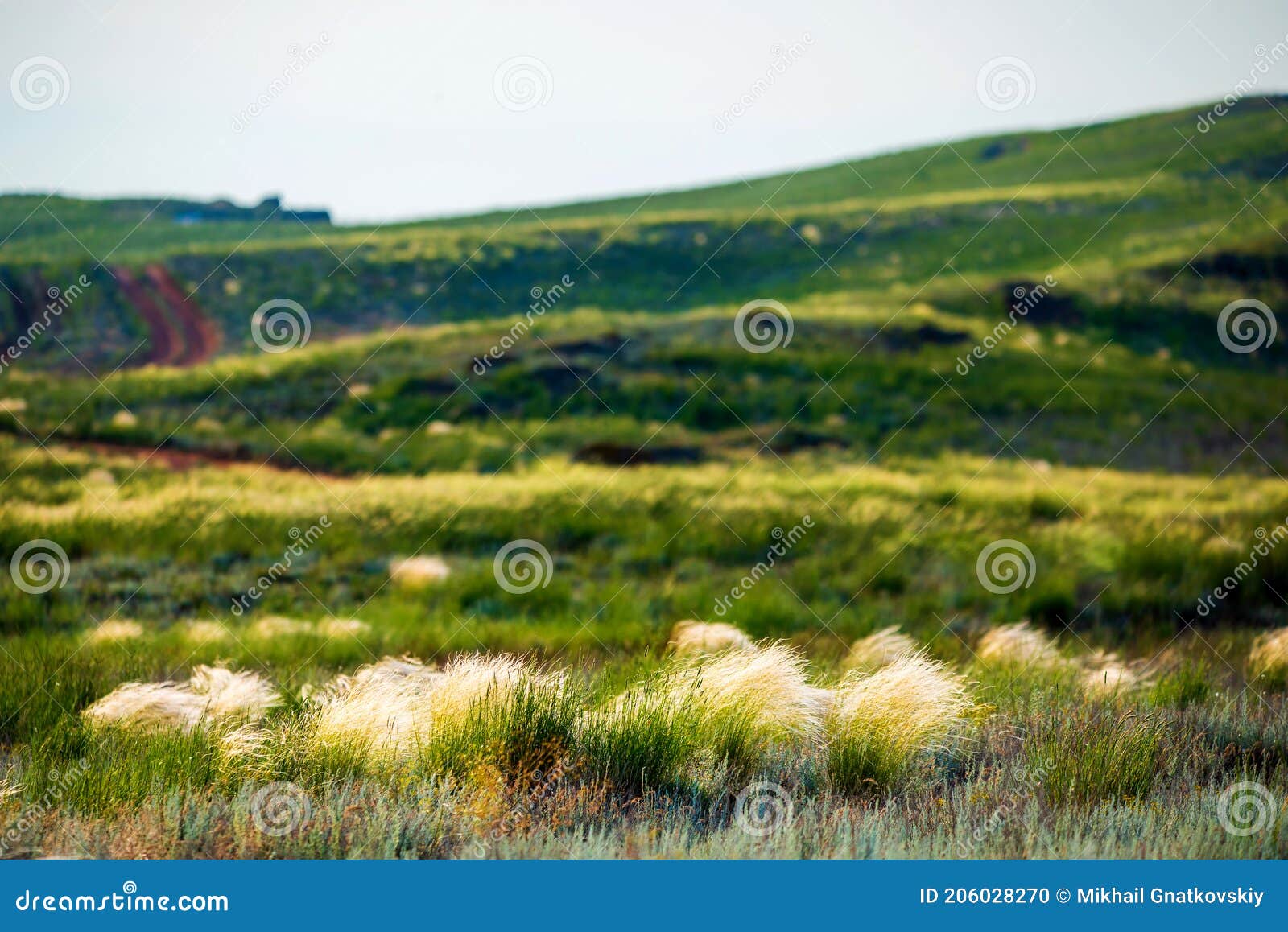 Blooming Feather Grass, Fluttering in the Wind on the Plain between the ...