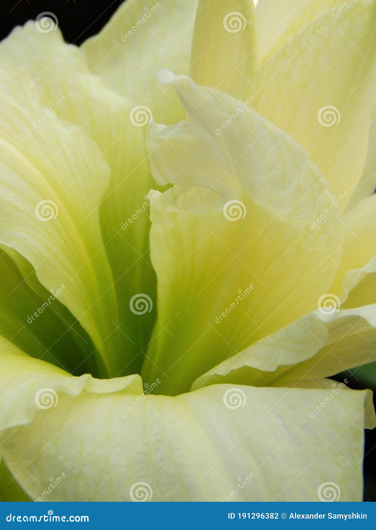 Blooming feces flower stock photo. Image of feces, petal - 191296382