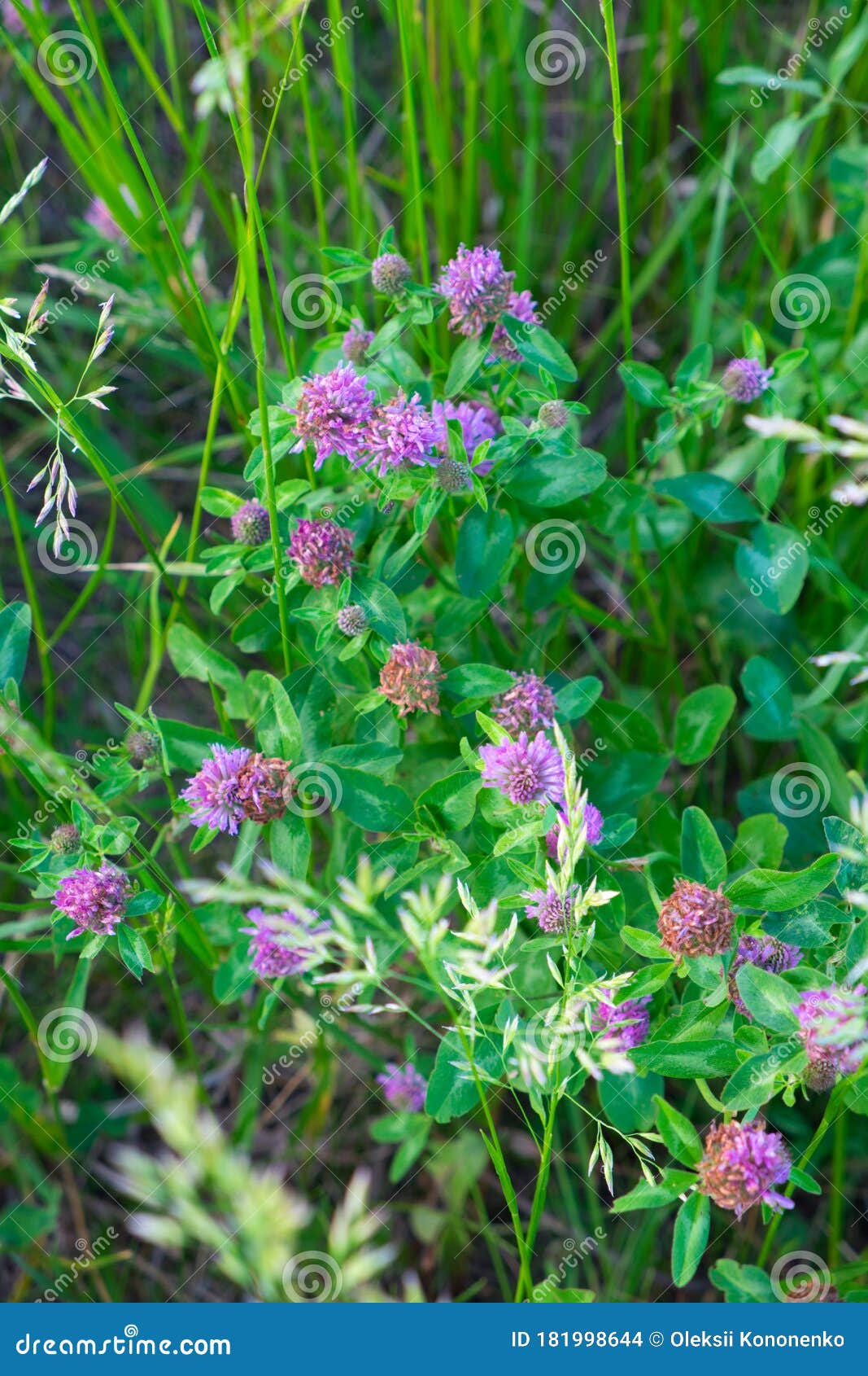 Blooming Field Clover. Flowers of Wild Clover Stock Photo - Image of ...