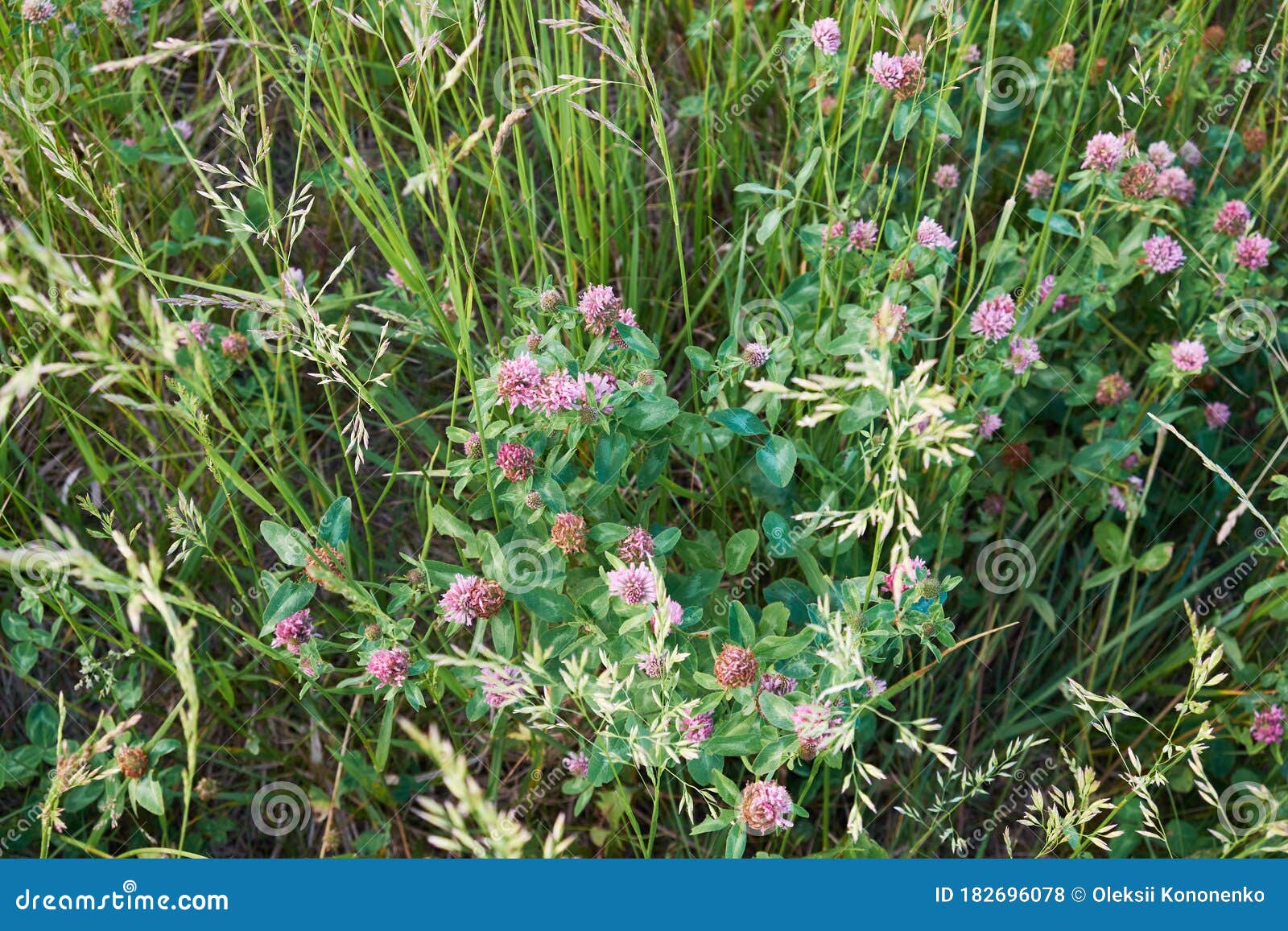 Blooming Field Clover. Flowers of Wild Clover Stock Photo - Image of ...