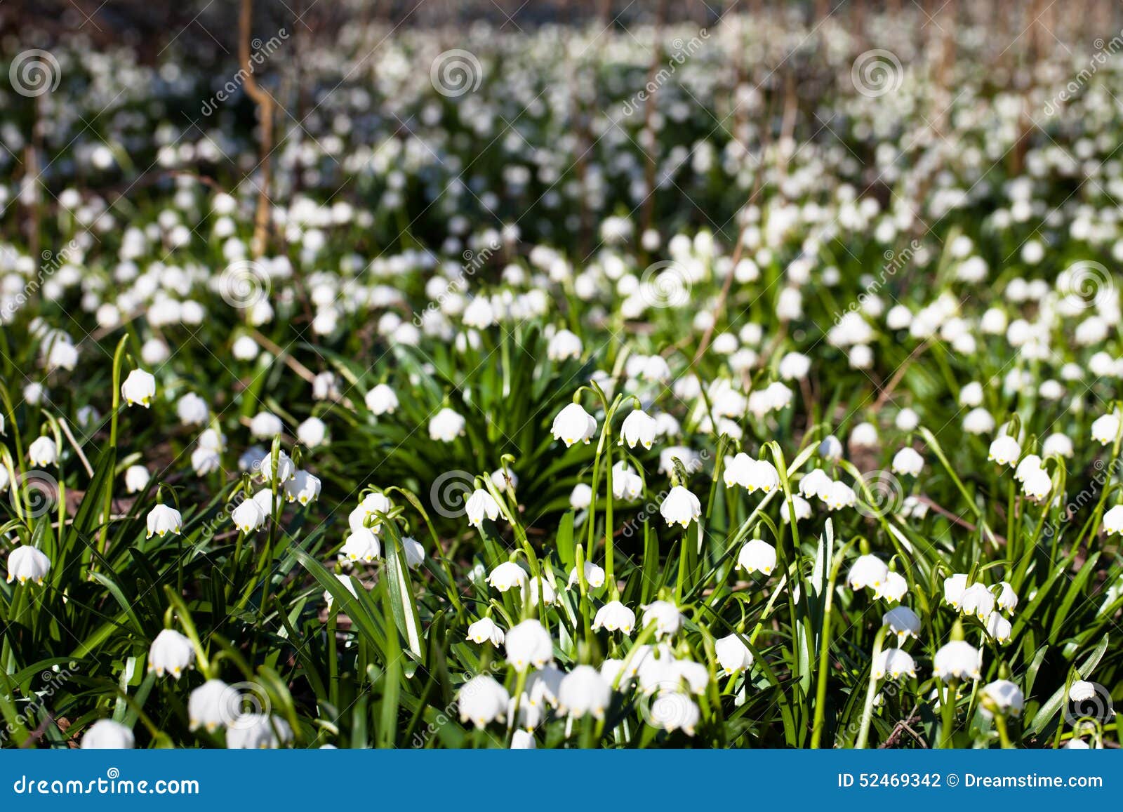 Blooming Field of Snowdrop Flowers Stock Photo - Image of ecology ...