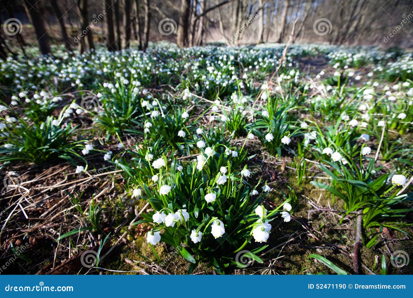 Blooming Field of Snowdrop Flowers Stock Photo - Image of belgique ...