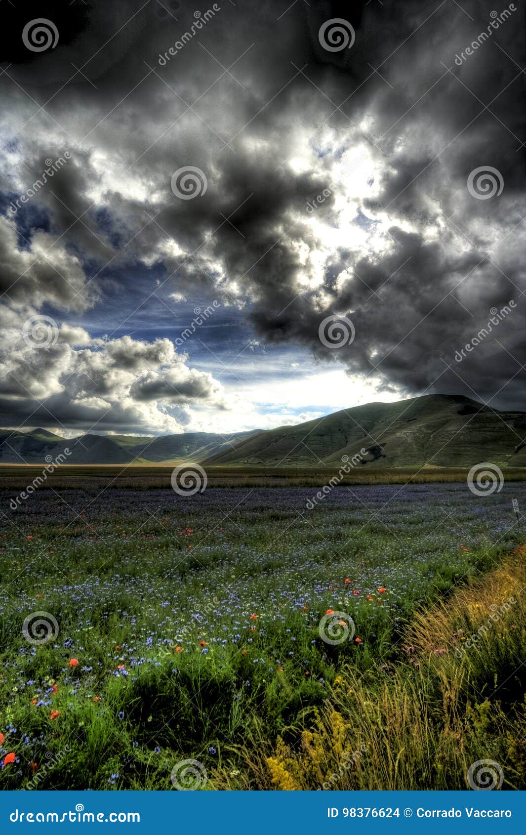 Infinite view stock photo. Image of agriculture, agricultural - 98376624