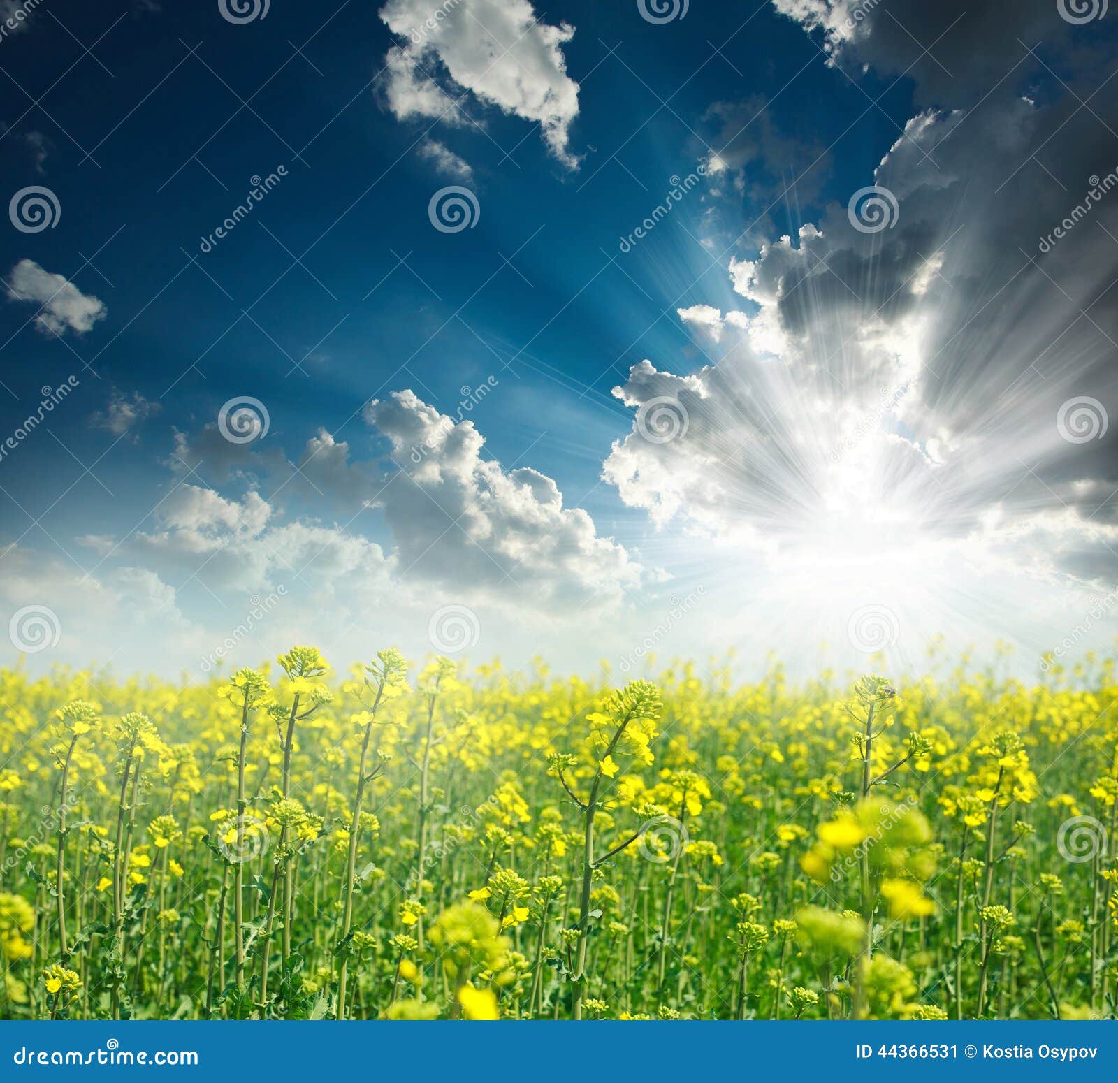Blooming Field of Yellow at Sunrise Stock Image - Image of country ...