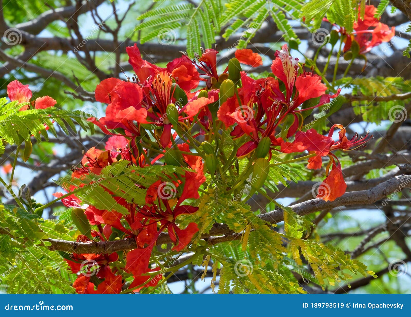 Blooming Fire Tree, Or Delonix Royal Lat. Delonix Regia Royalty-Free ...