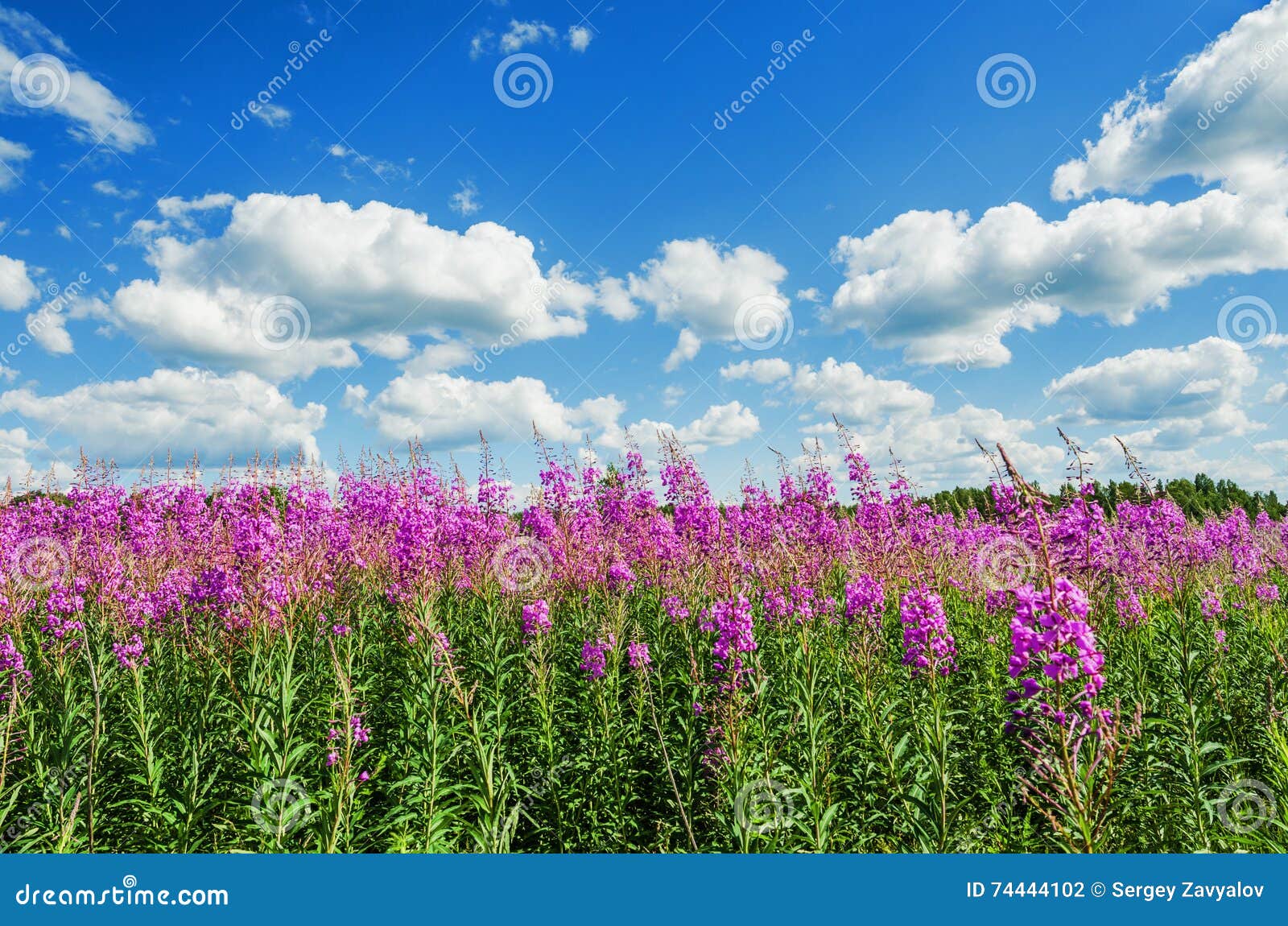 Blooming Fireweed on Blue Sky Background Stock Photo - Image of ...