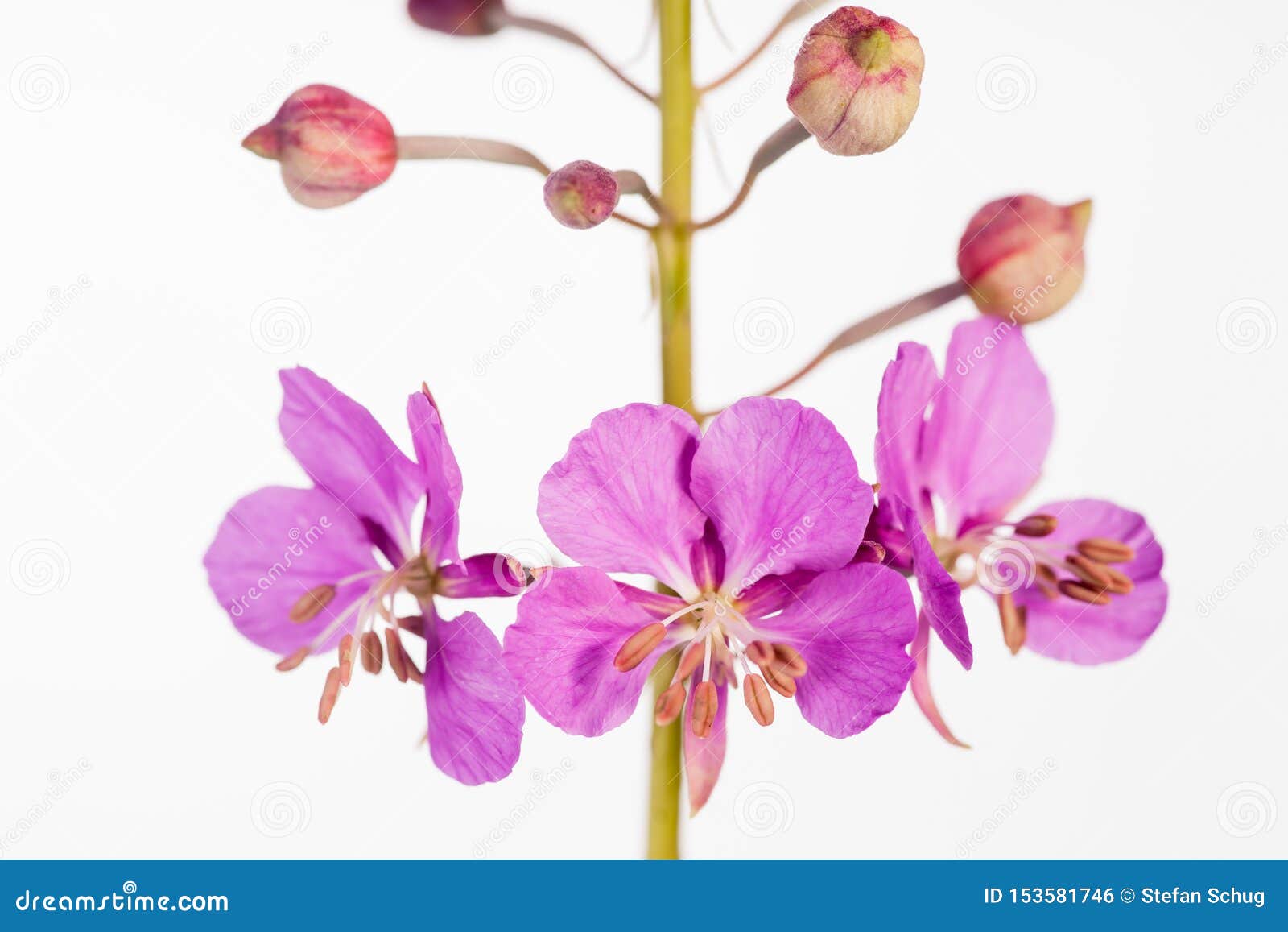 Fireweed Close-Up on White stock photo. Image of dark - 153581746