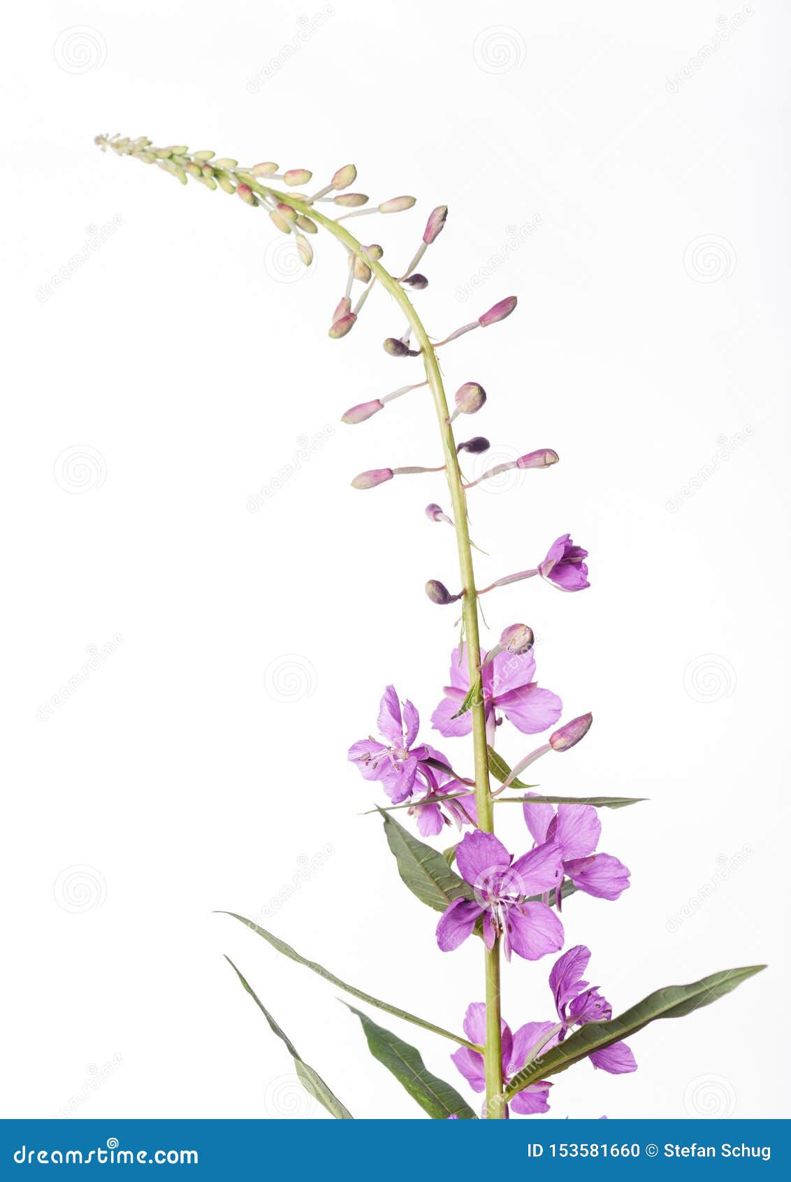Fireweed on White stock photo. Image of flowering, backdrop - 153581660