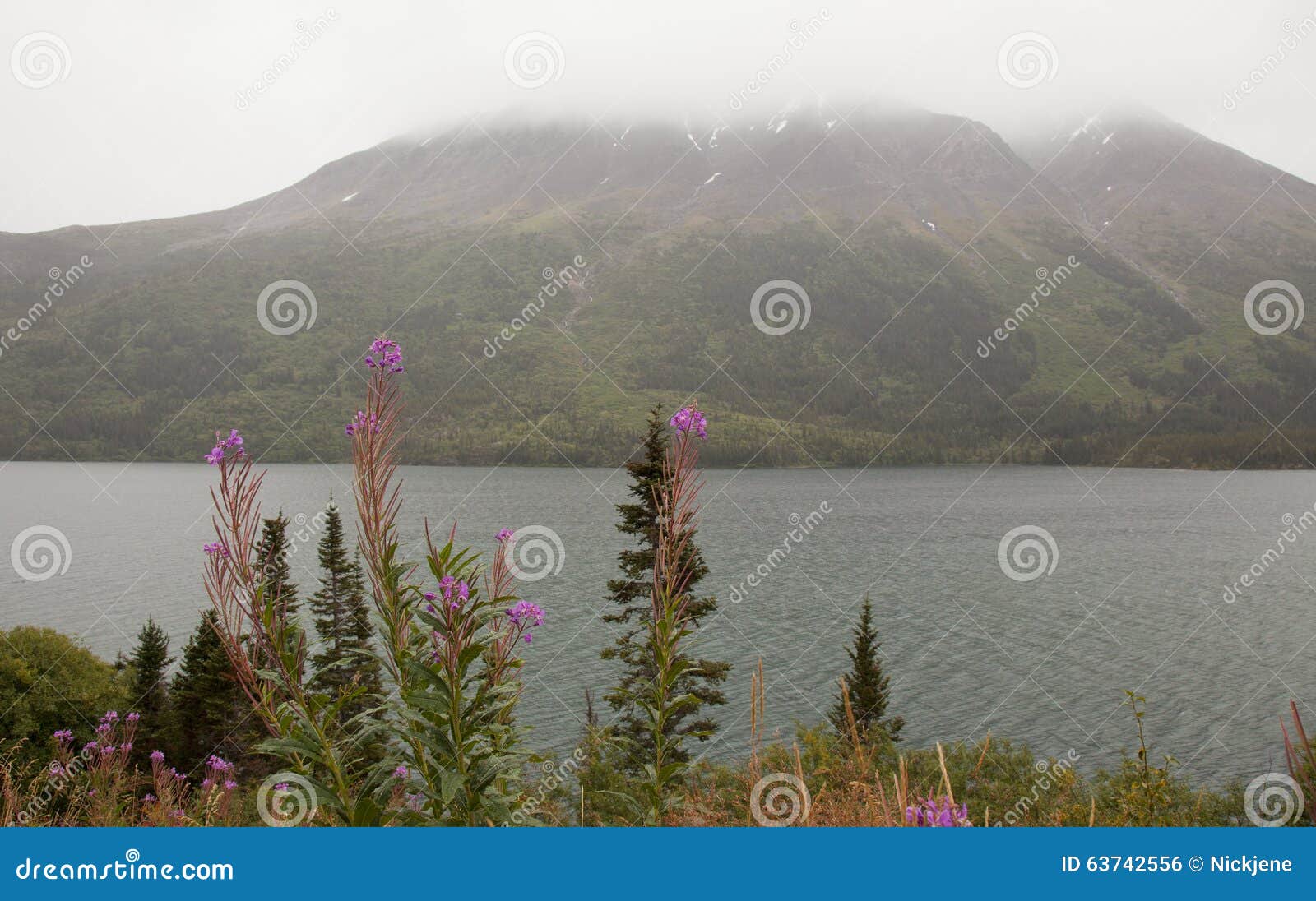 Blooming Fireweed in Yukon Canada Stock Photo - Image of mist, rugged ...