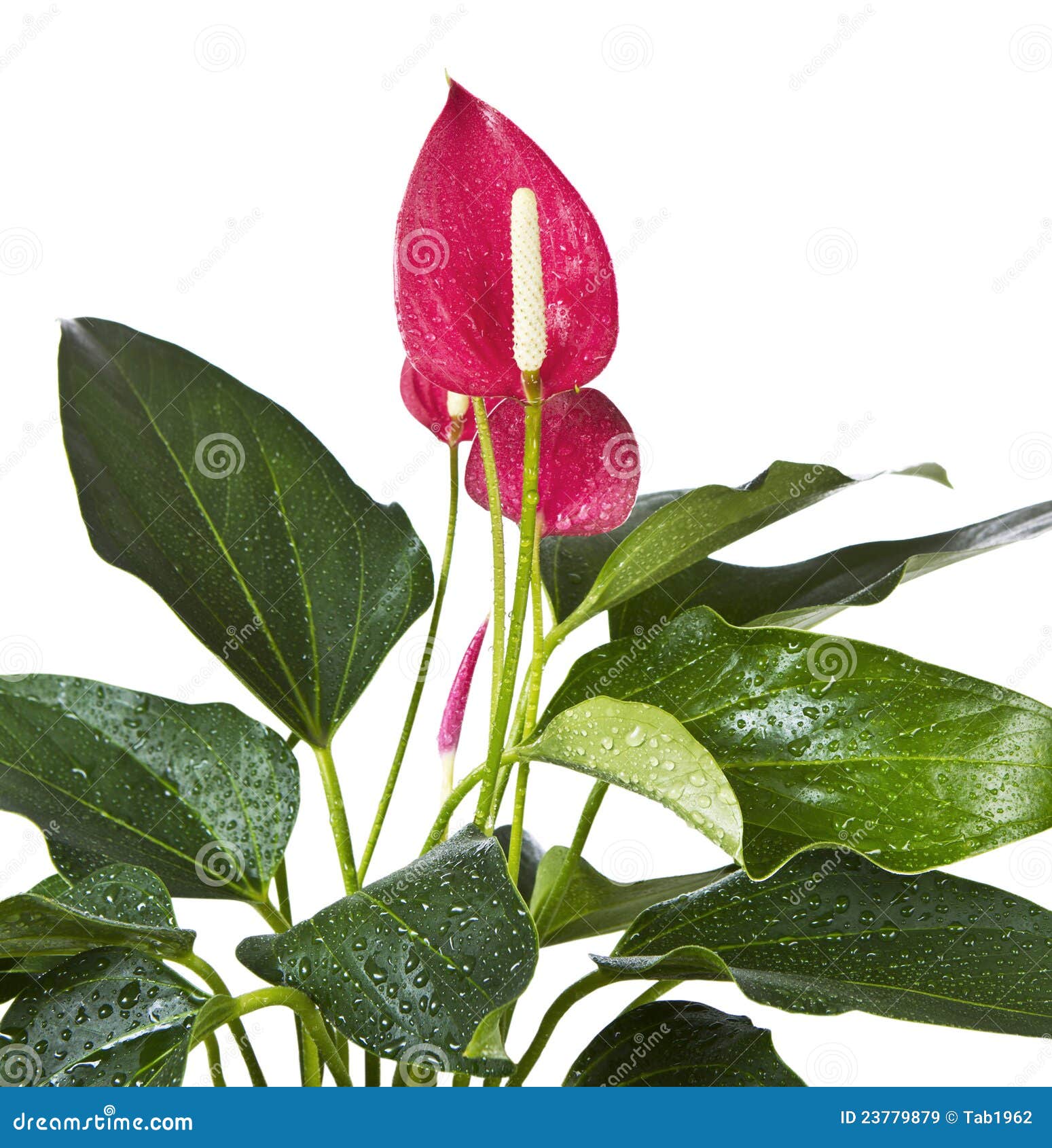 Flamingo Flower, Anthurium Sweet Dream Flower Isolated On White ...