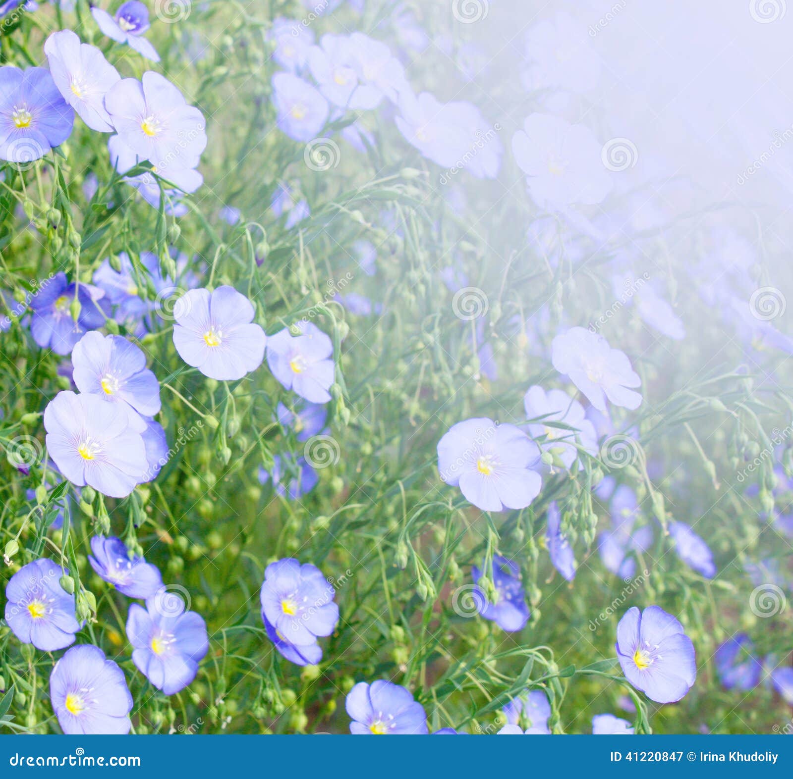 Blooming flax stock image. Image of bloom, horticulture - 41220847