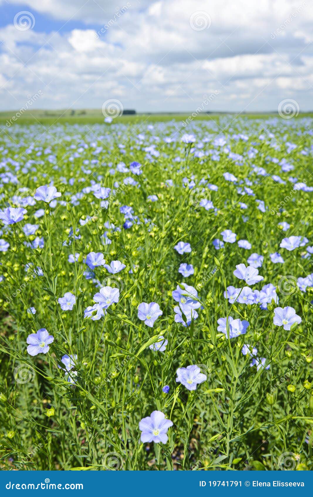 Blooming flax field stock image. Image of flora, blue - 19741791