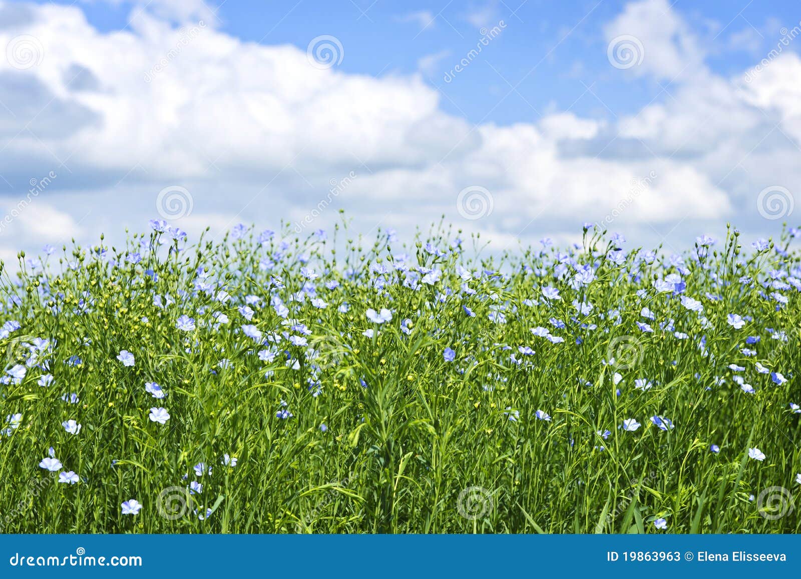 Blooming flax field stock image. Image of blooms, farming - 19863963