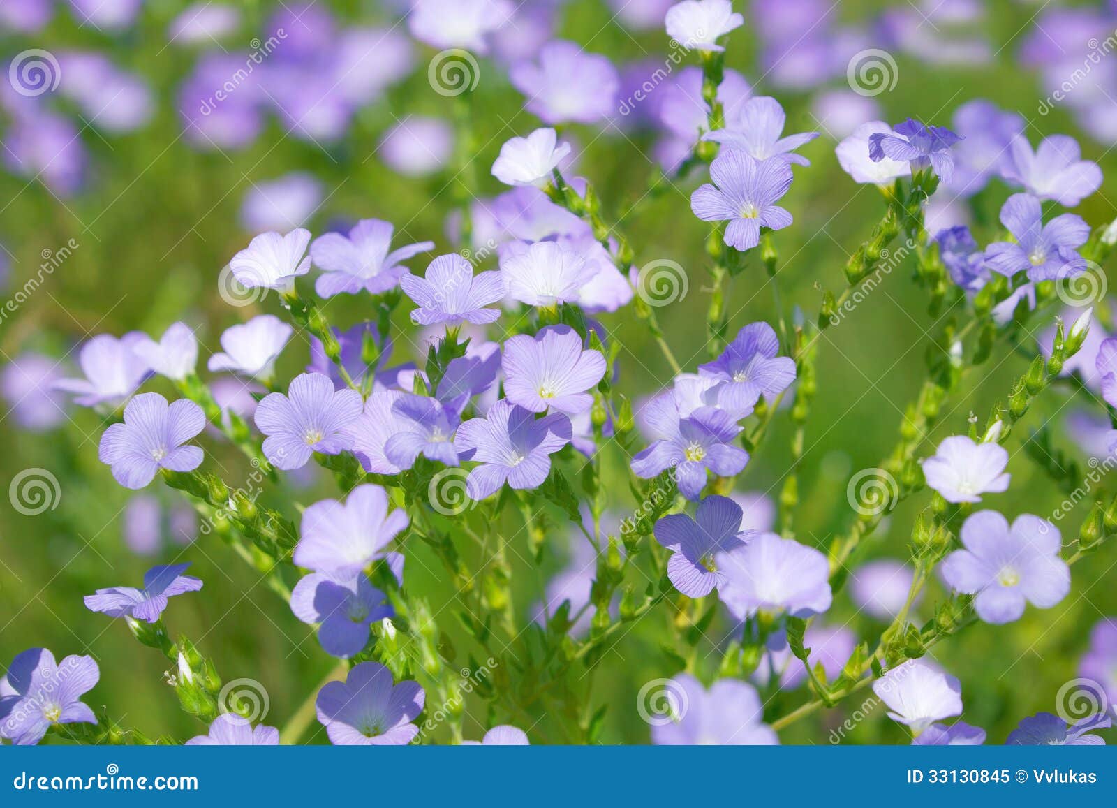Blooming Flax stock image. Image of county, petals, sunny - 33130845