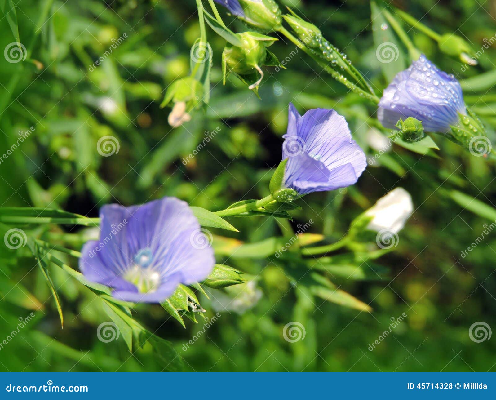 Flax Plant Stock Photos - Download 8,520 Royalty Free Photos