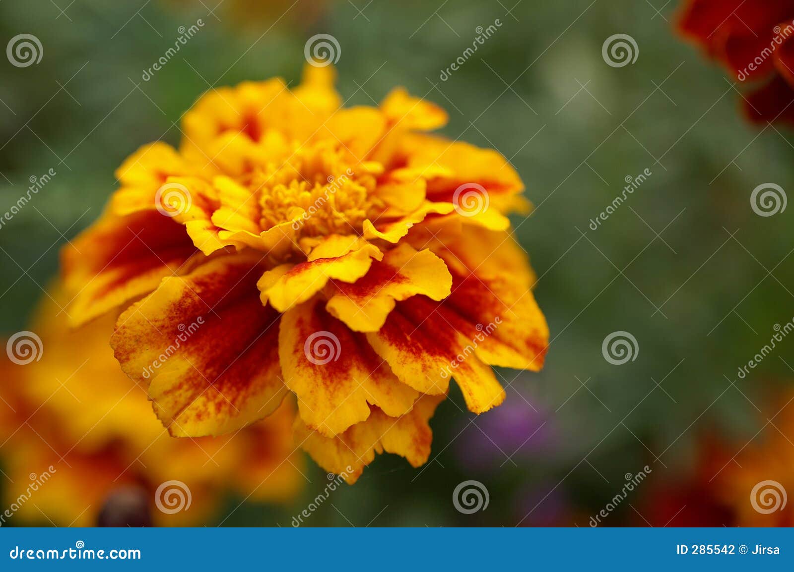 Blooming flower stock photo. Image of bloom, spring, smell - 285542