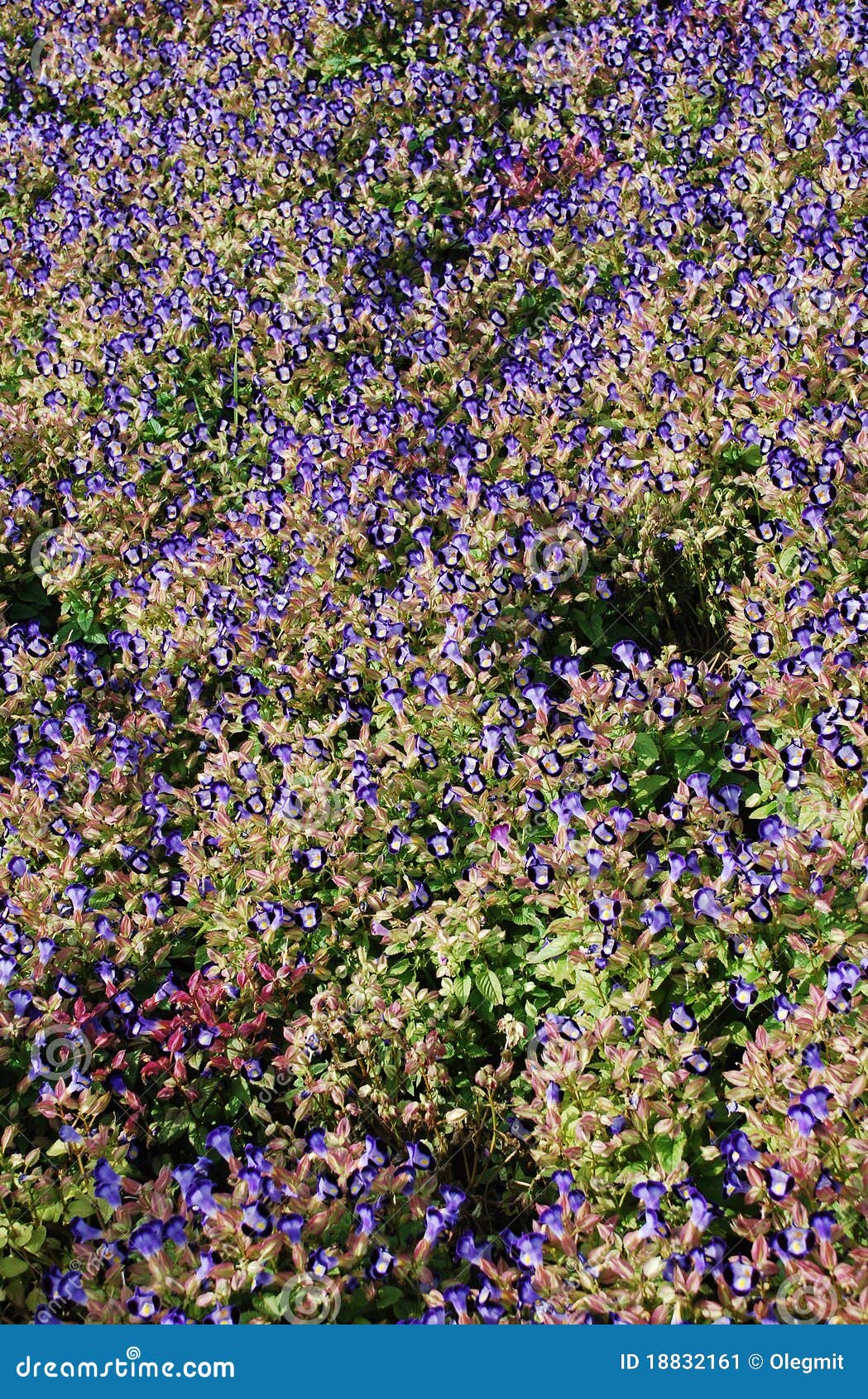 Blooming Flower Bed From Above Stock Image - Image of thick, flowerbed ...