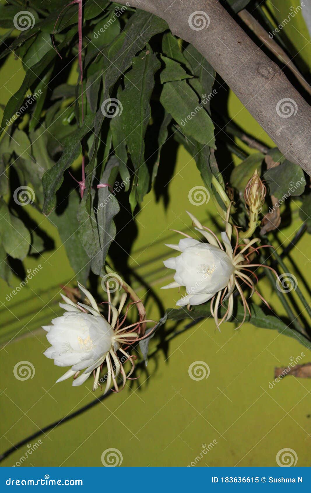 Blooming Flower of Brahmakamala Flower Stock Image - Image of blooming ...