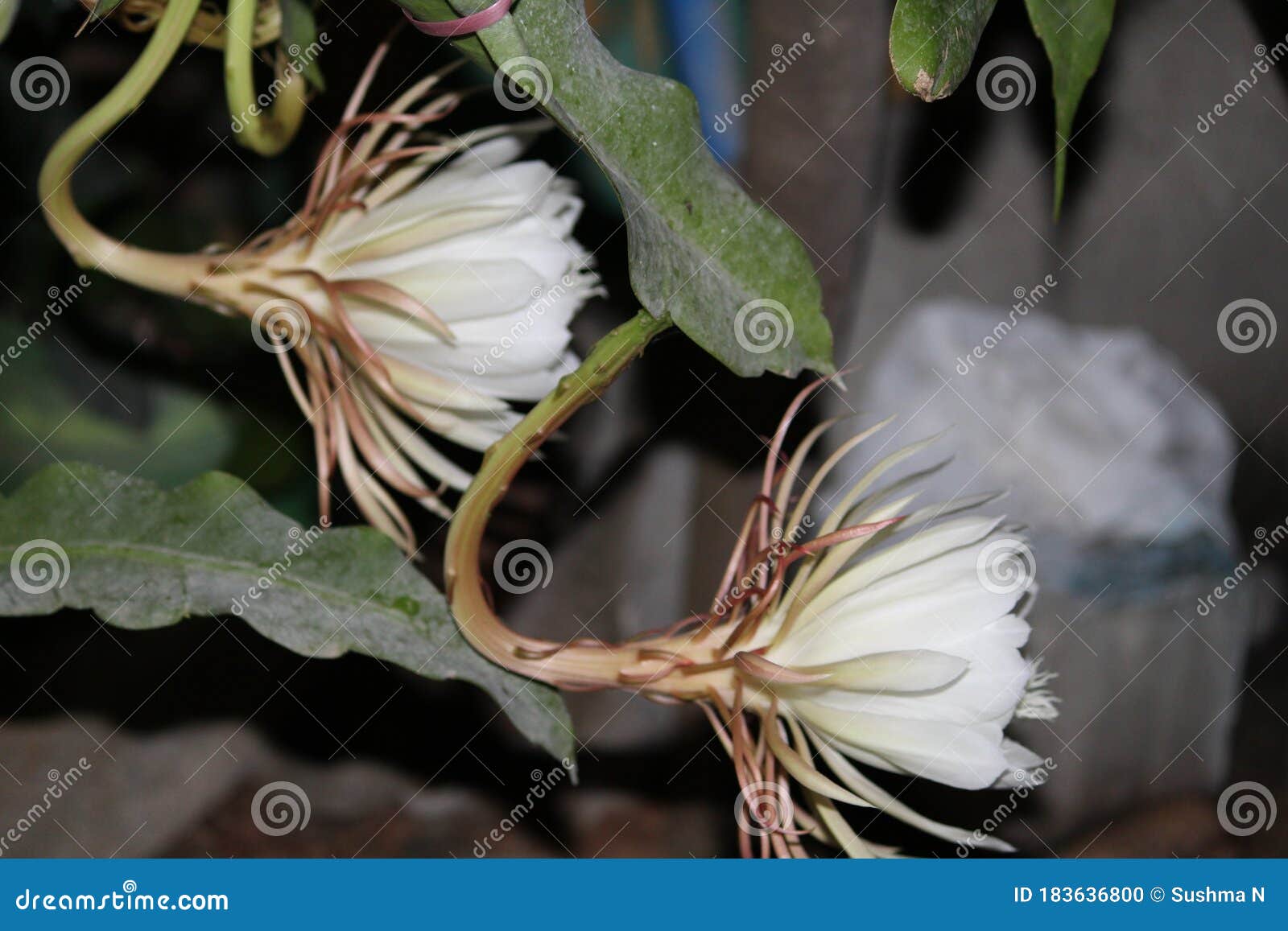 Blooming Flower of Brahmakamala Flower Stock Photo - Image of ...