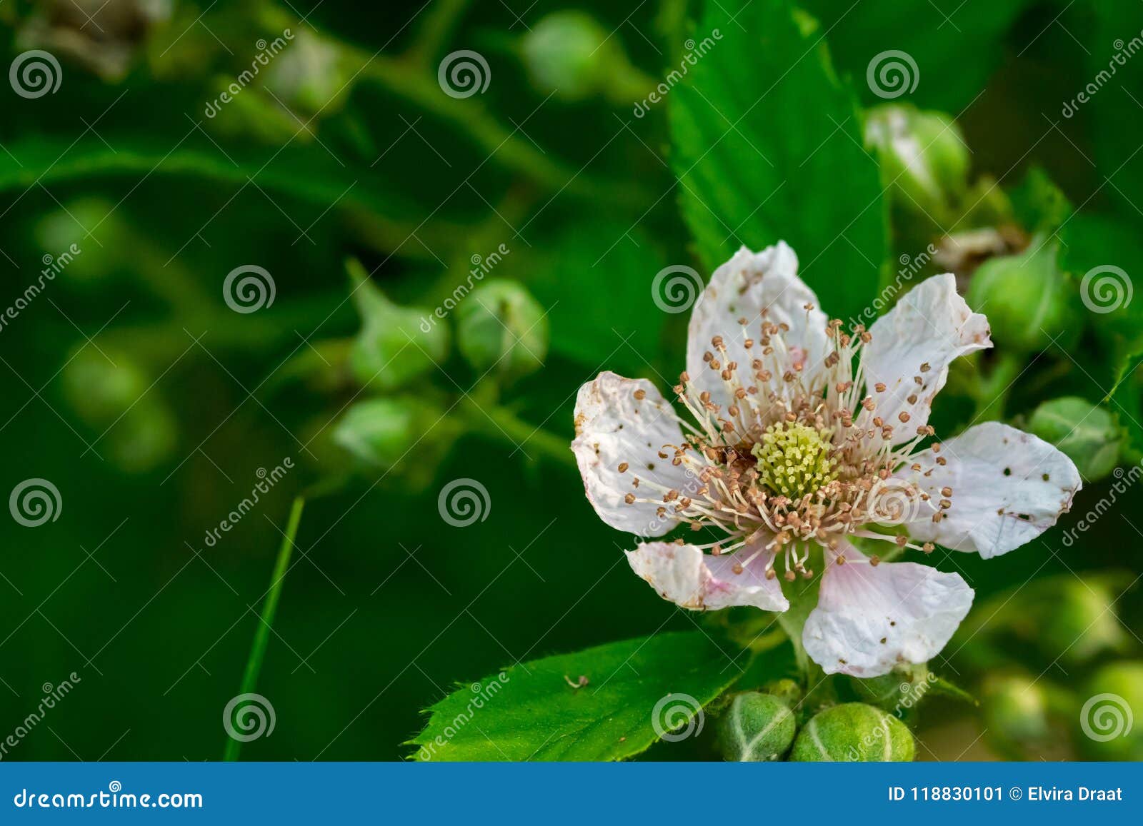 Blooming Flower of a Bramble. Stock Image - Image of healthy, forest ...