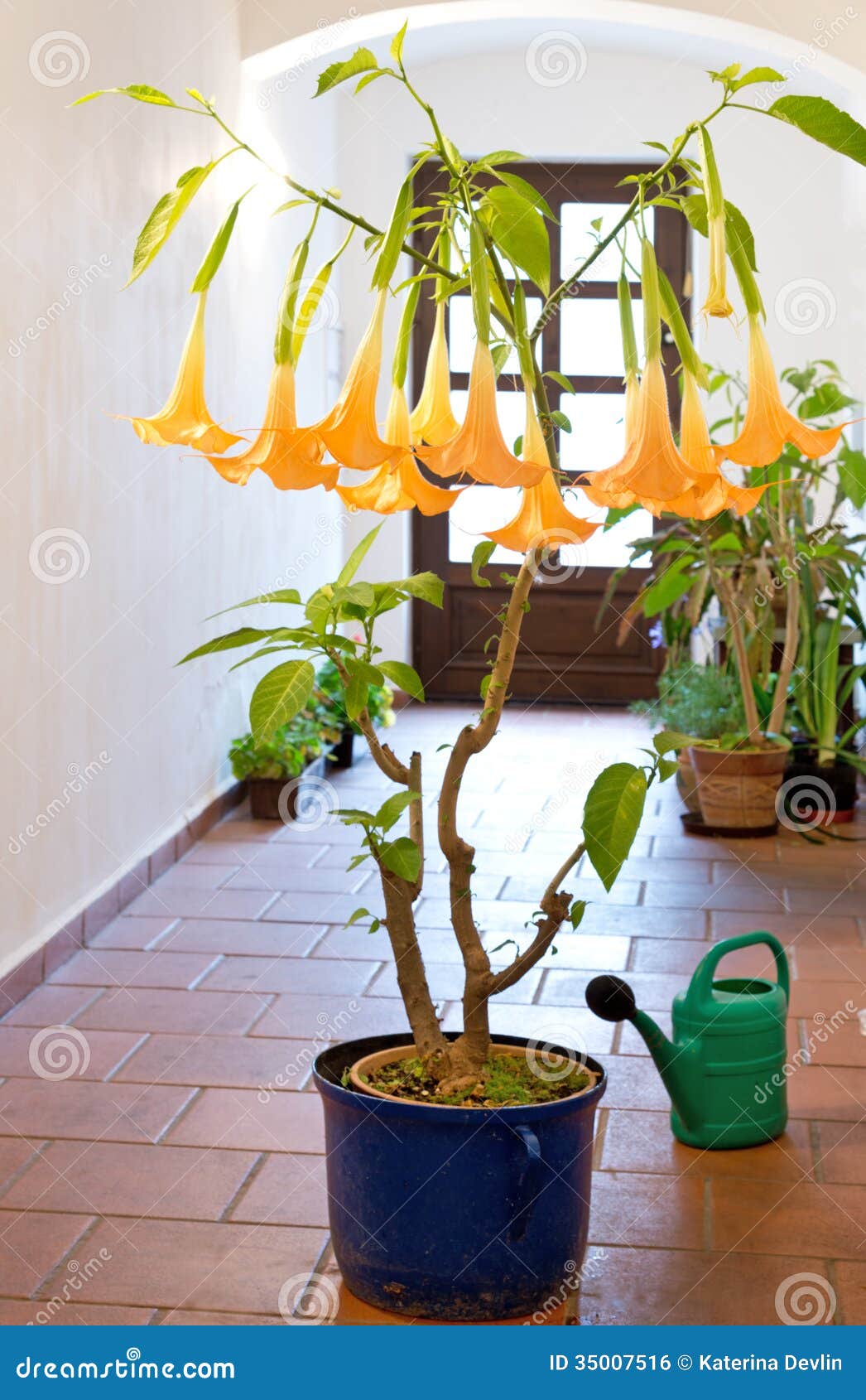Blooming flower - datura stock photo. Image of nice, durman - 35007516