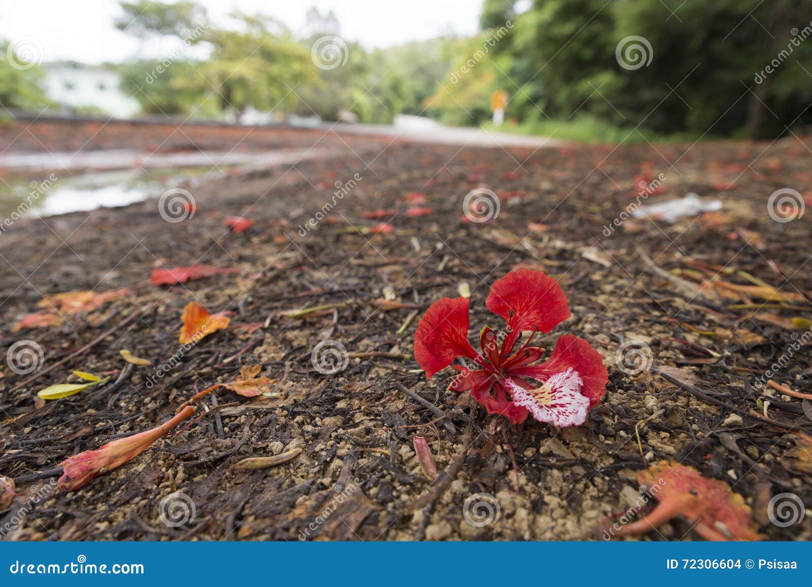 Blooming Flower of Flame Tree Stock Photo - Image of natural, poinciana ...