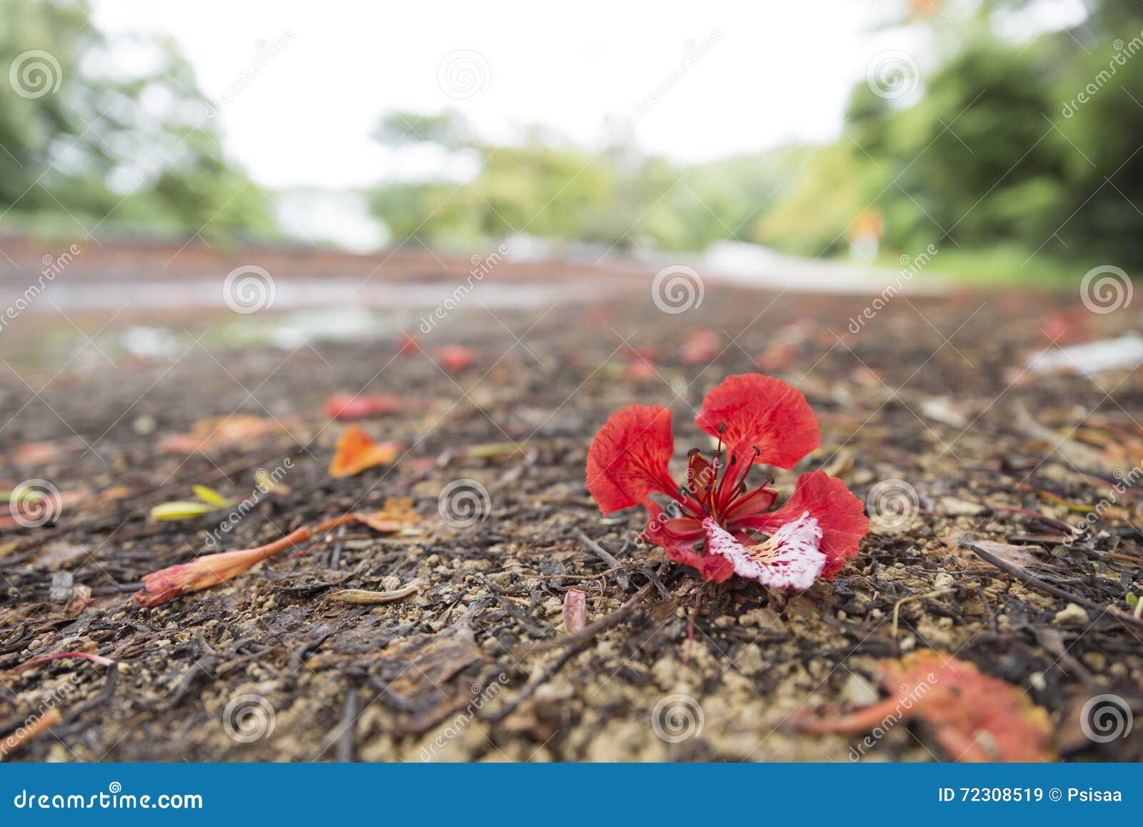 Blooming Flower of Flame Tree Stock Image - Image of poinciana ...
