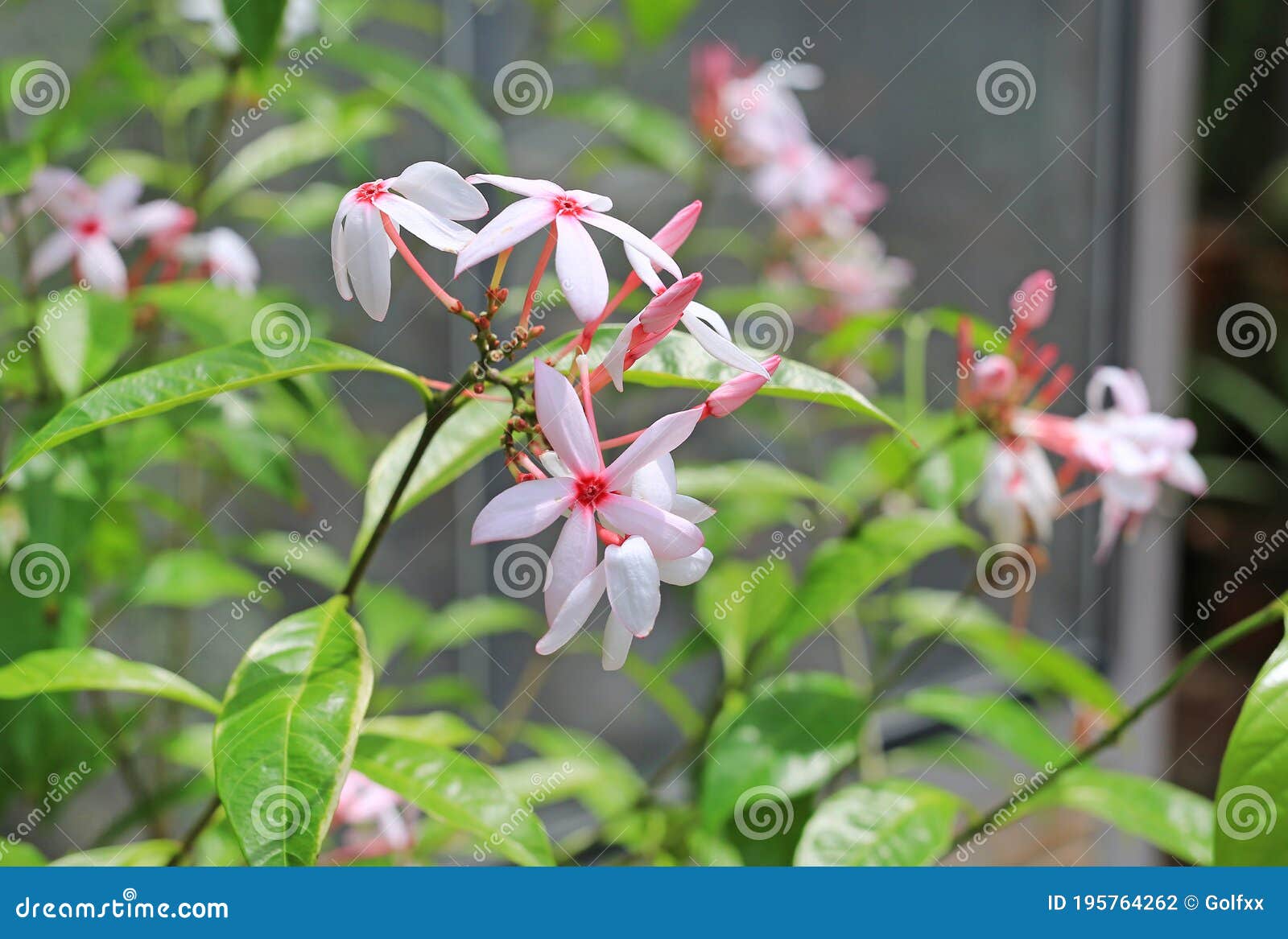 Blooming Flower Kopsia Fruticosa Kopsia Fruticosa Kerr a. DC Stock ...